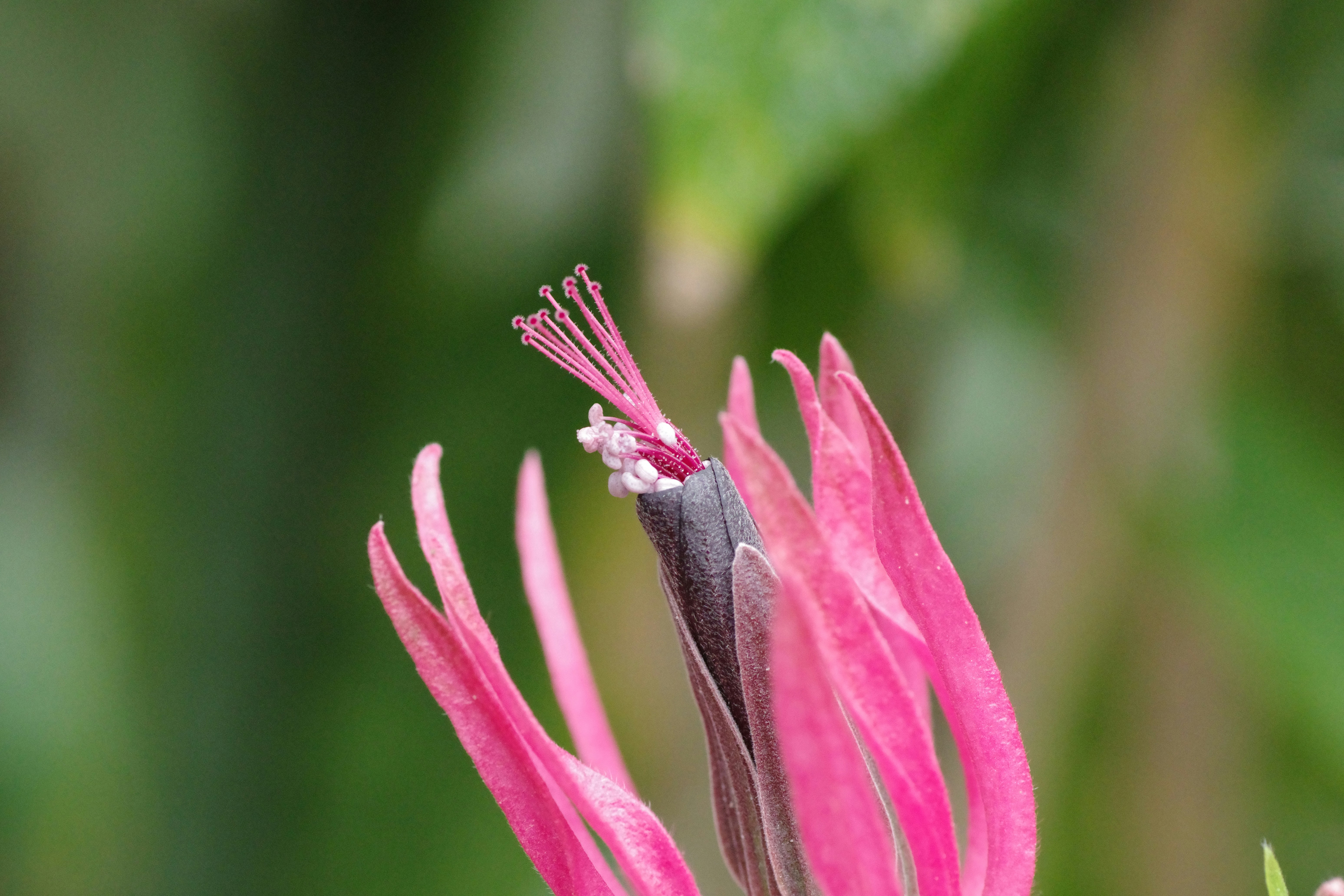 Beautiful green and flower garden、新緑と美しい花が織りなす絶景 A superb view of fresh greenery and beautiful flowers