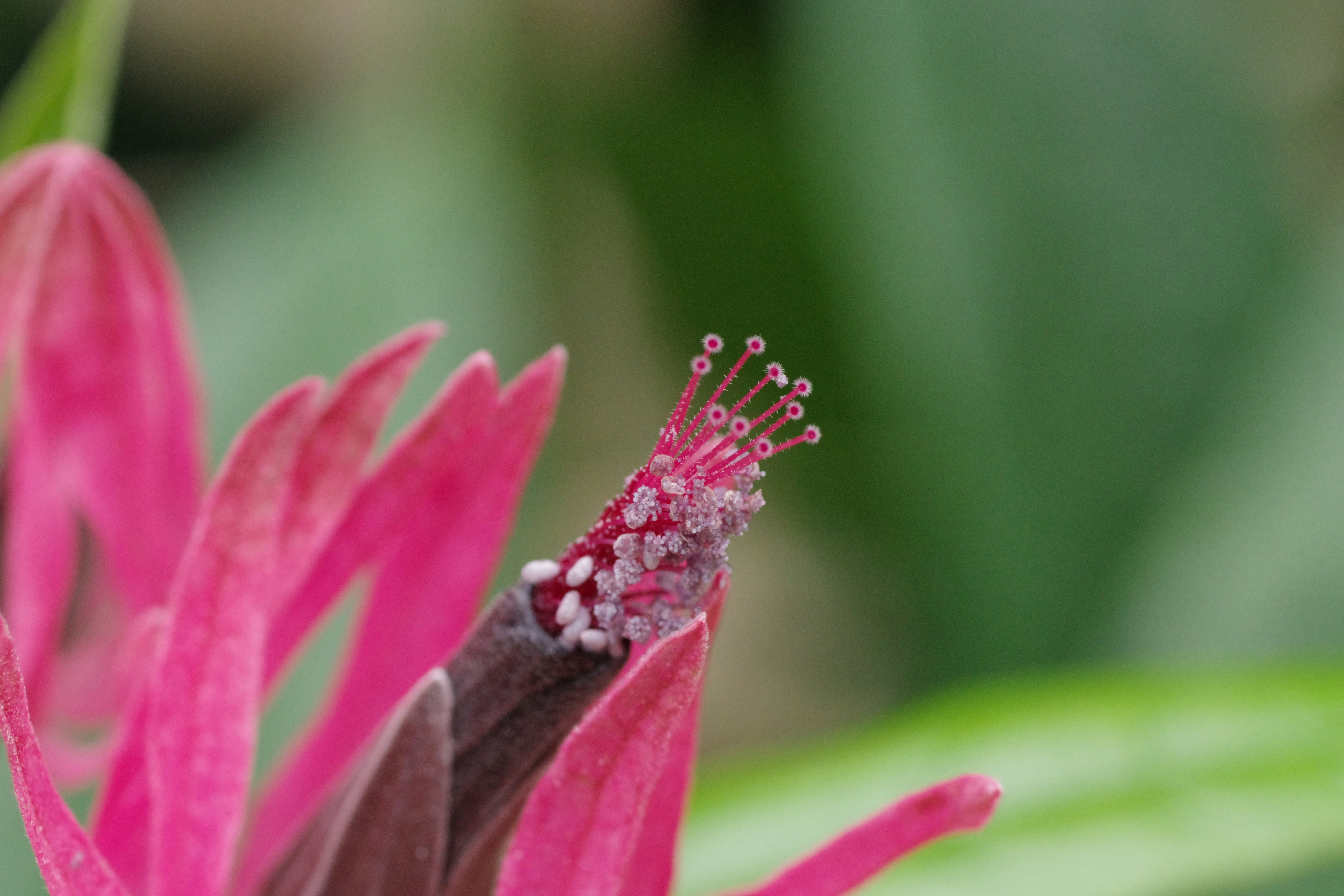 Crimson Stamen in Focus: Close-Up of a Pink Bloom's Pollen-Laden Crown