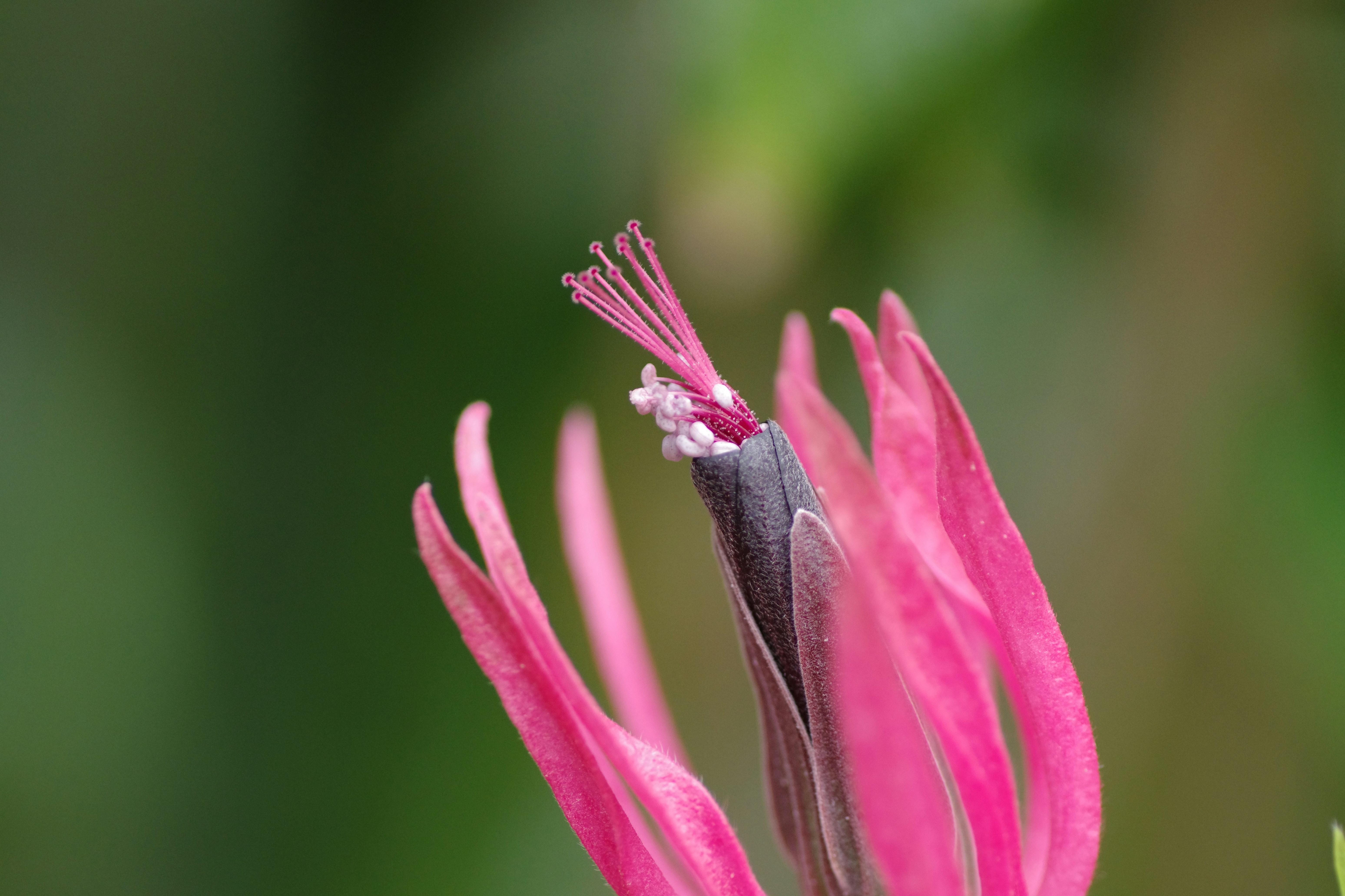 Scarlet Stamen Spotlight: Velvet Petals in Soft Green Bokeh