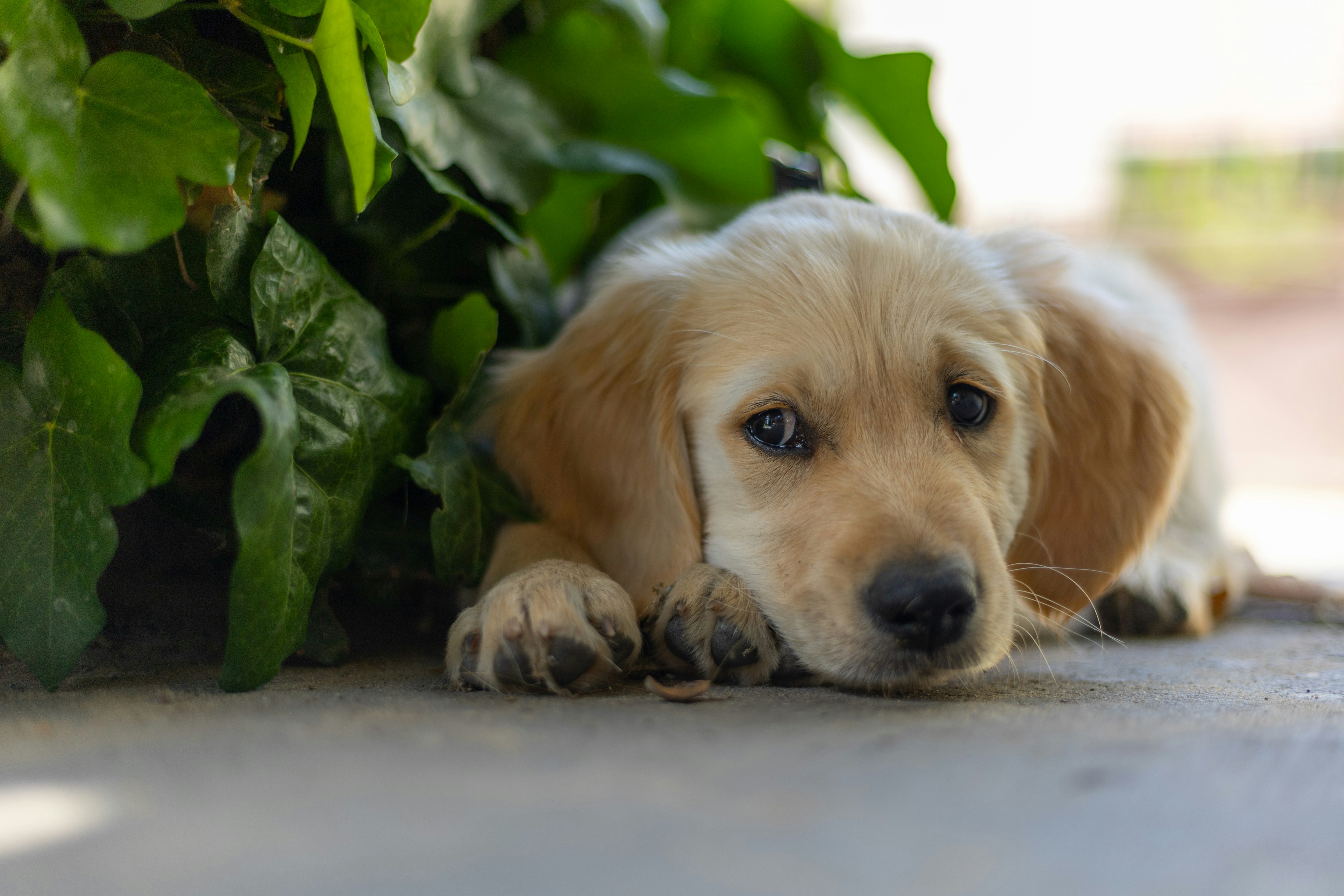 A puppy laying on the ground next to a plant photo – Free Pet Image on ...