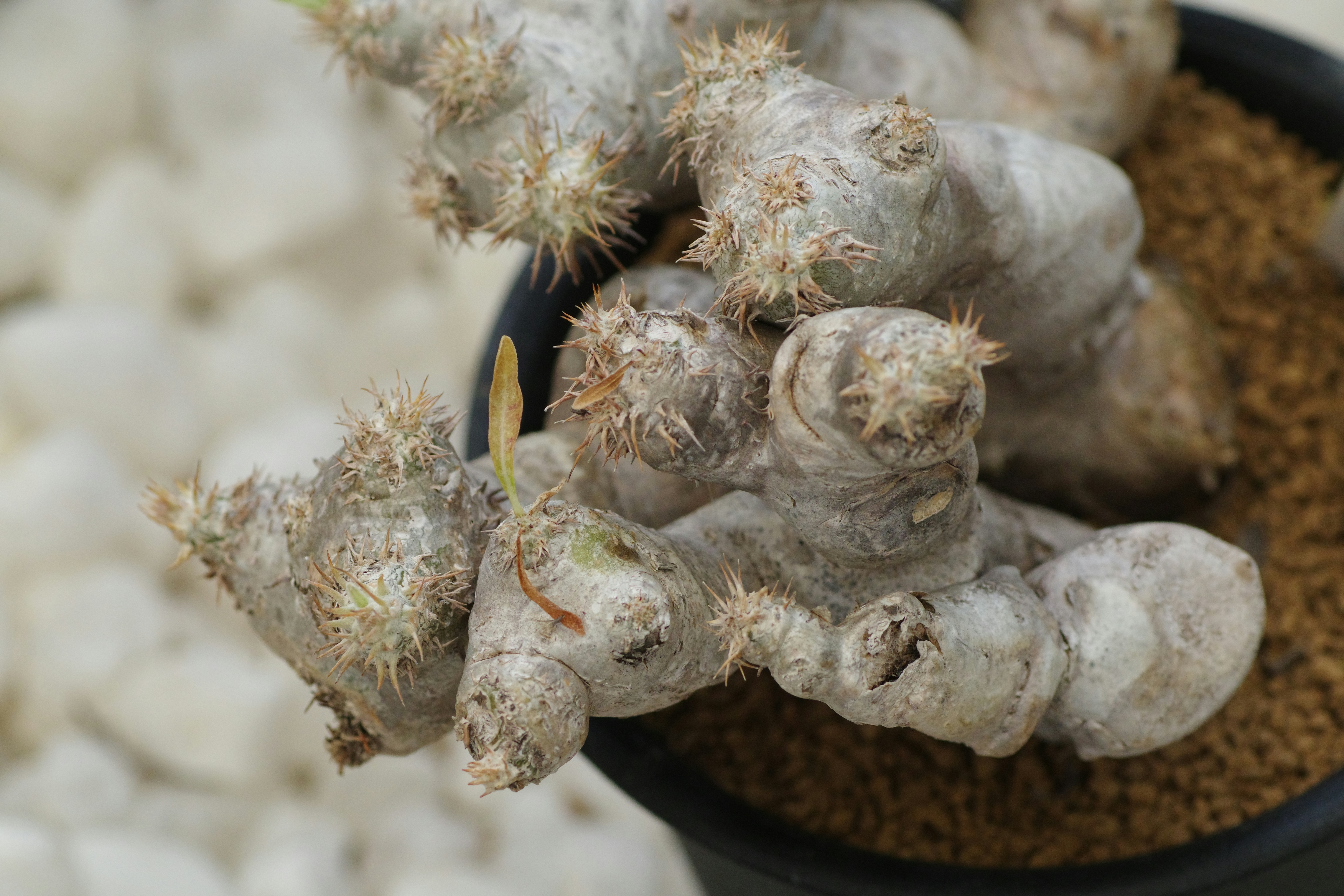 Desert Carving: A close-up of a gnarled succulent with fuzzy-clawed growths