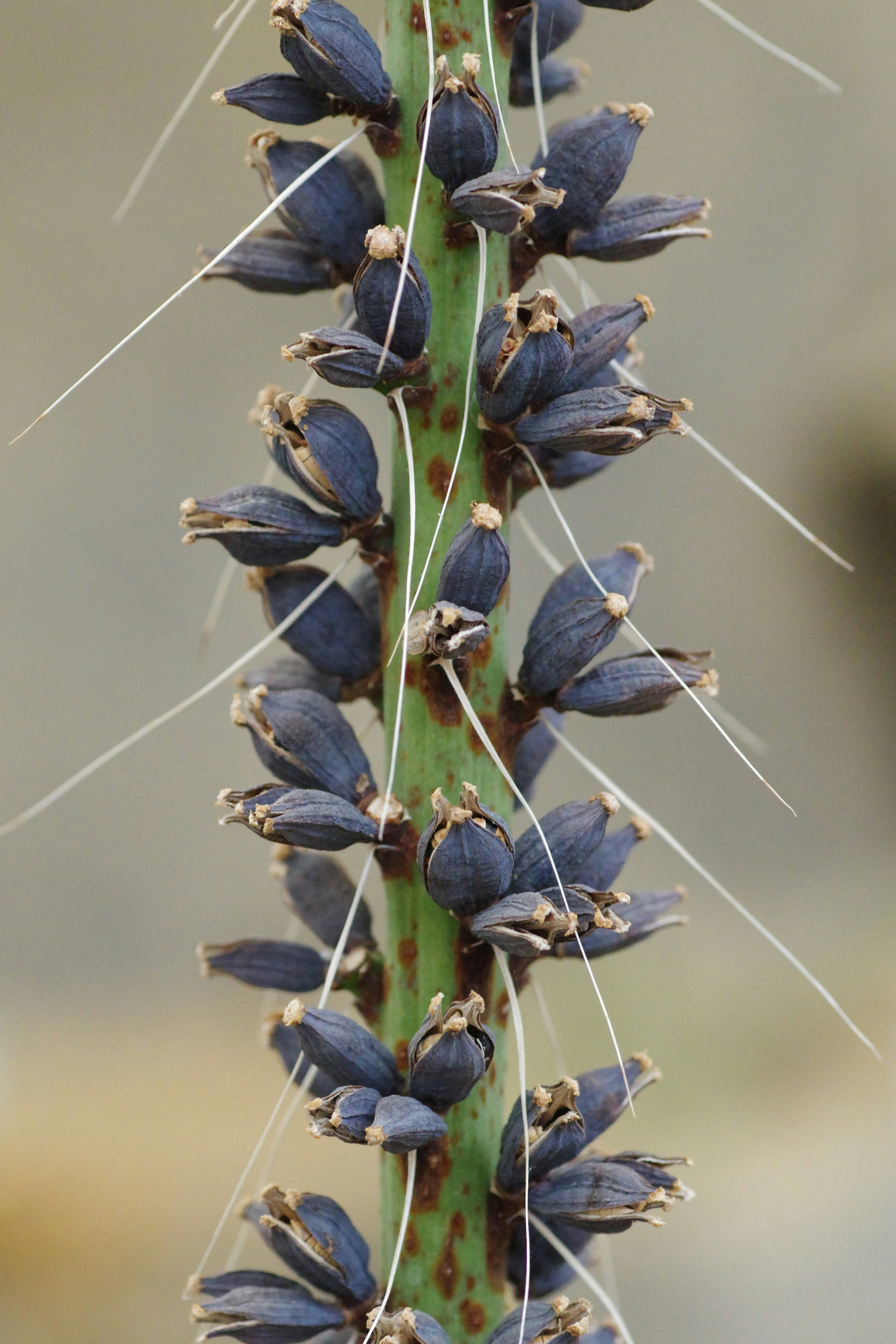 Blue seed spike threaded with pale filaments: a macro botanical study