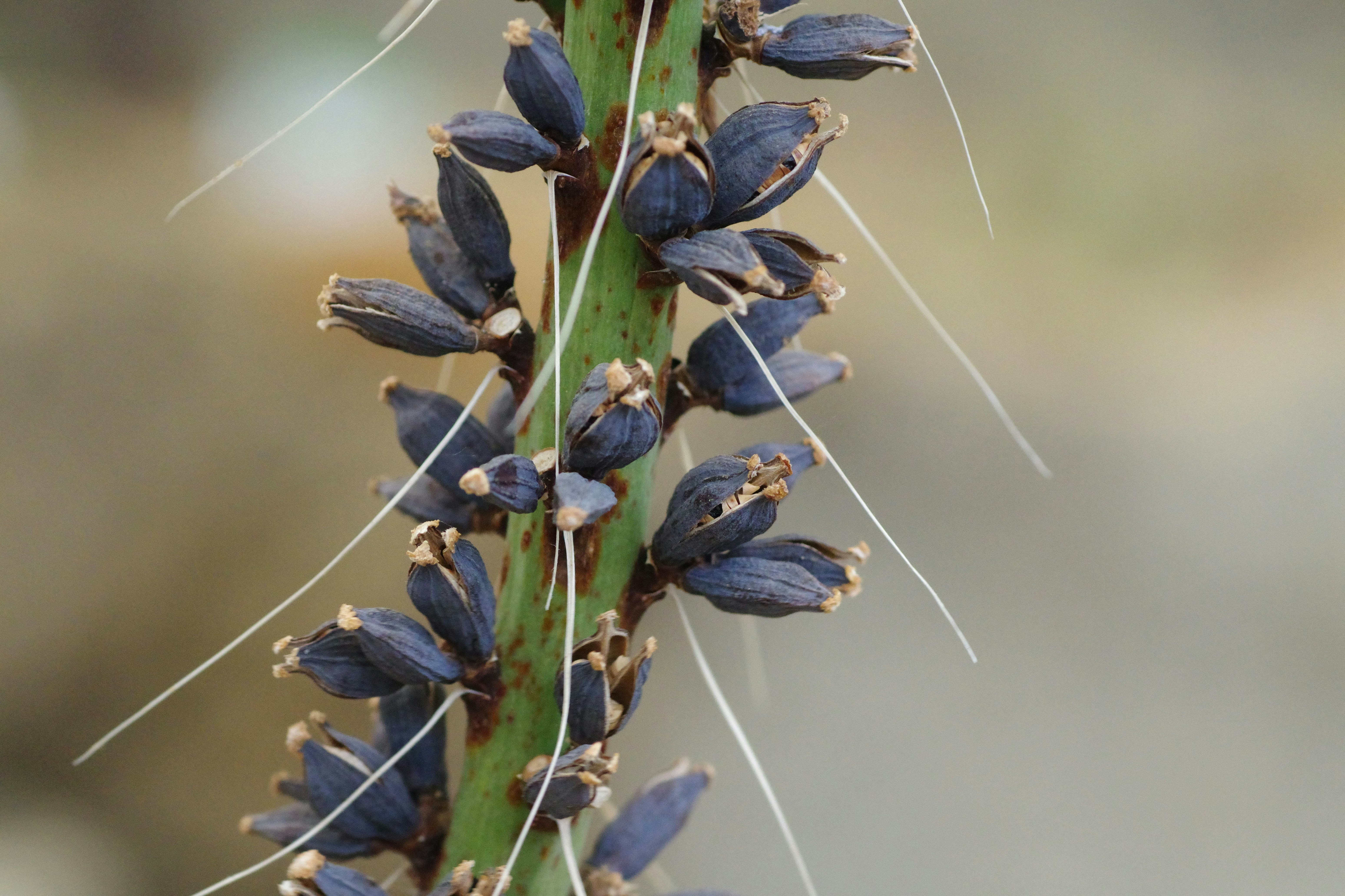 Indigo Capsules Ascend: A Slender Stem Woven with White Threads