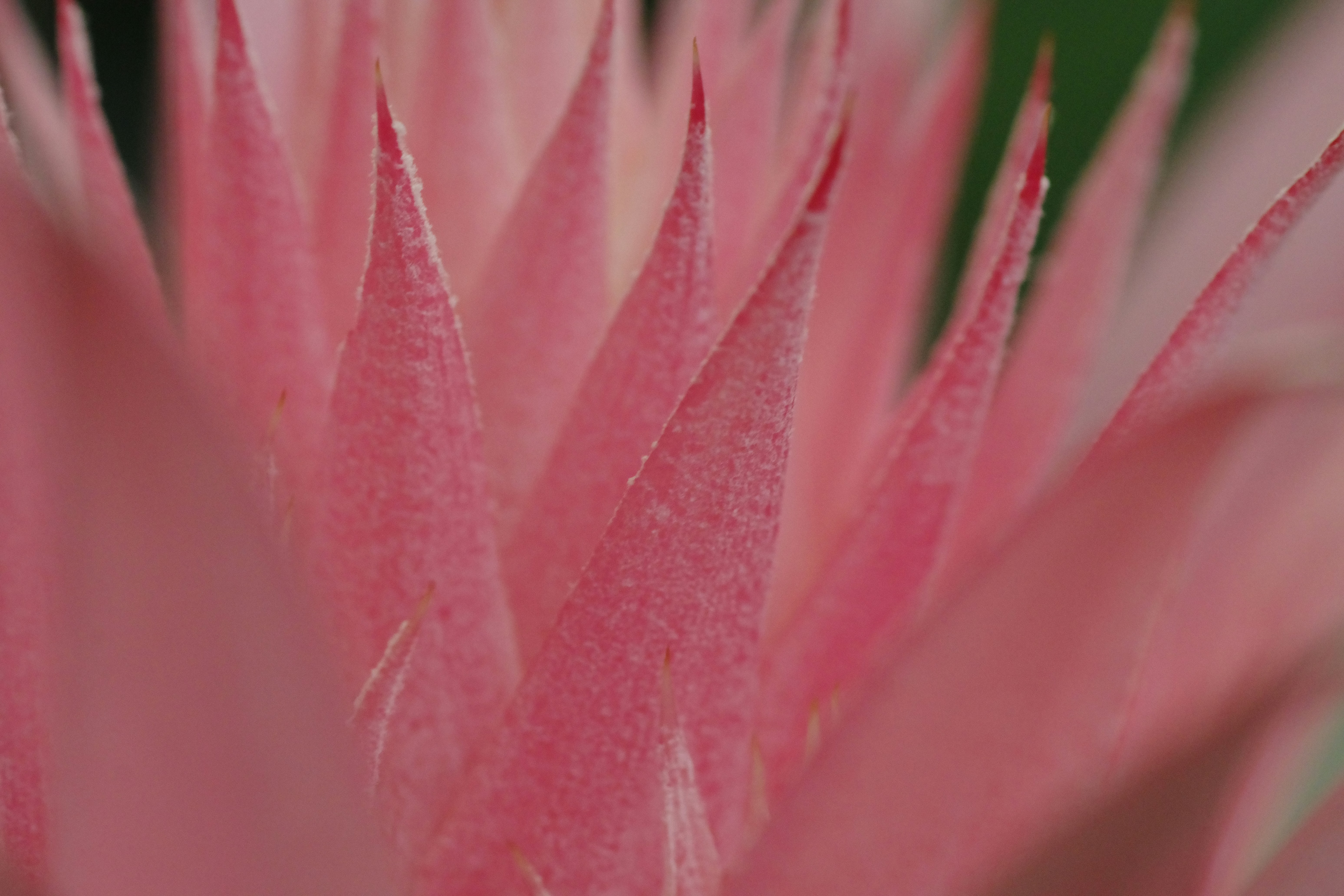 Beautiful green and flower garden、新緑と美しい花が織りなす絶景 A superb view of fresh greenery and beautiful flowers