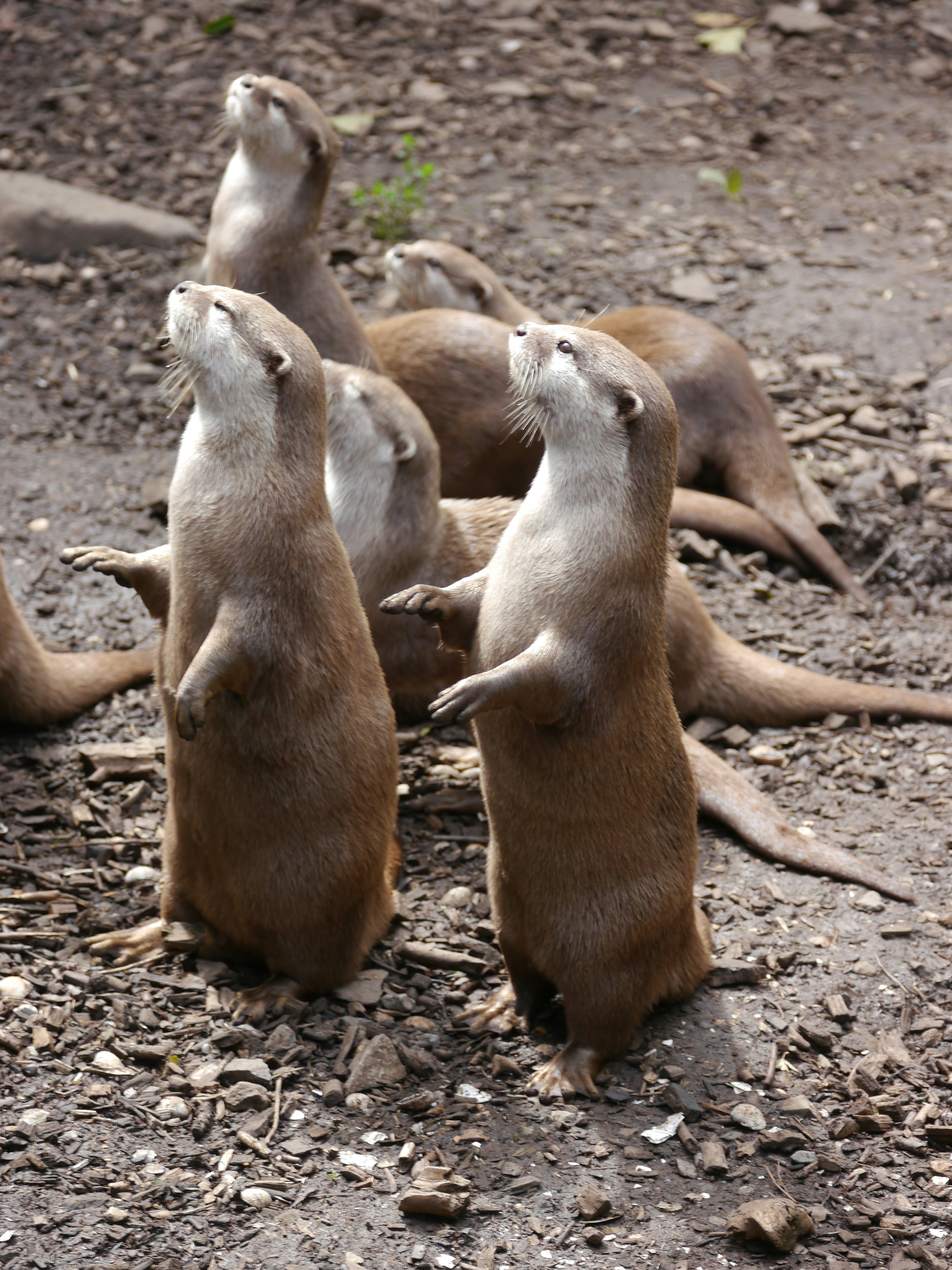 Upright Otters on a Pebble Stage: Curious Gazes Rise from the Riverside