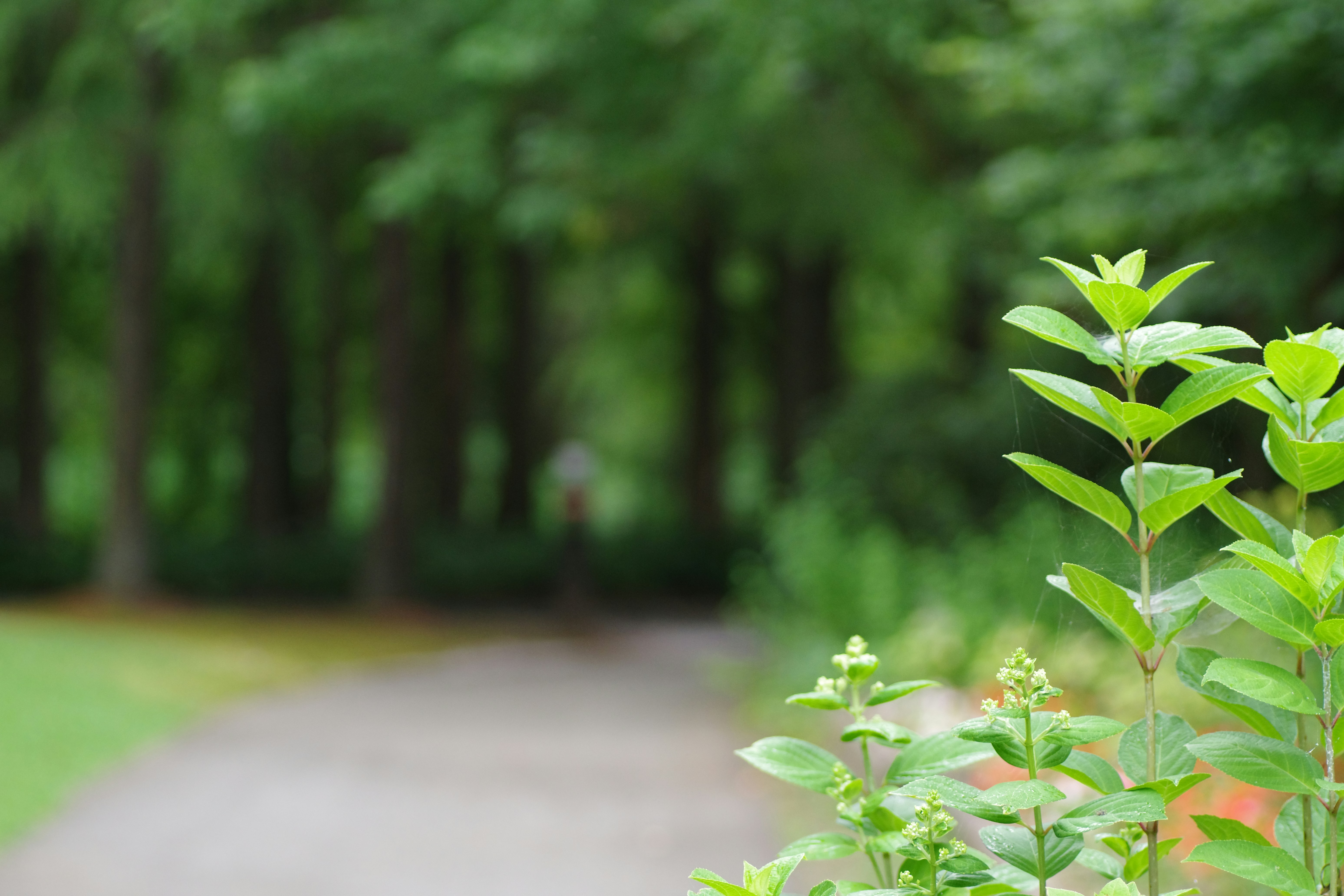 A blurry photo of a path in the woods photo – Free Forest Image on Unsplash