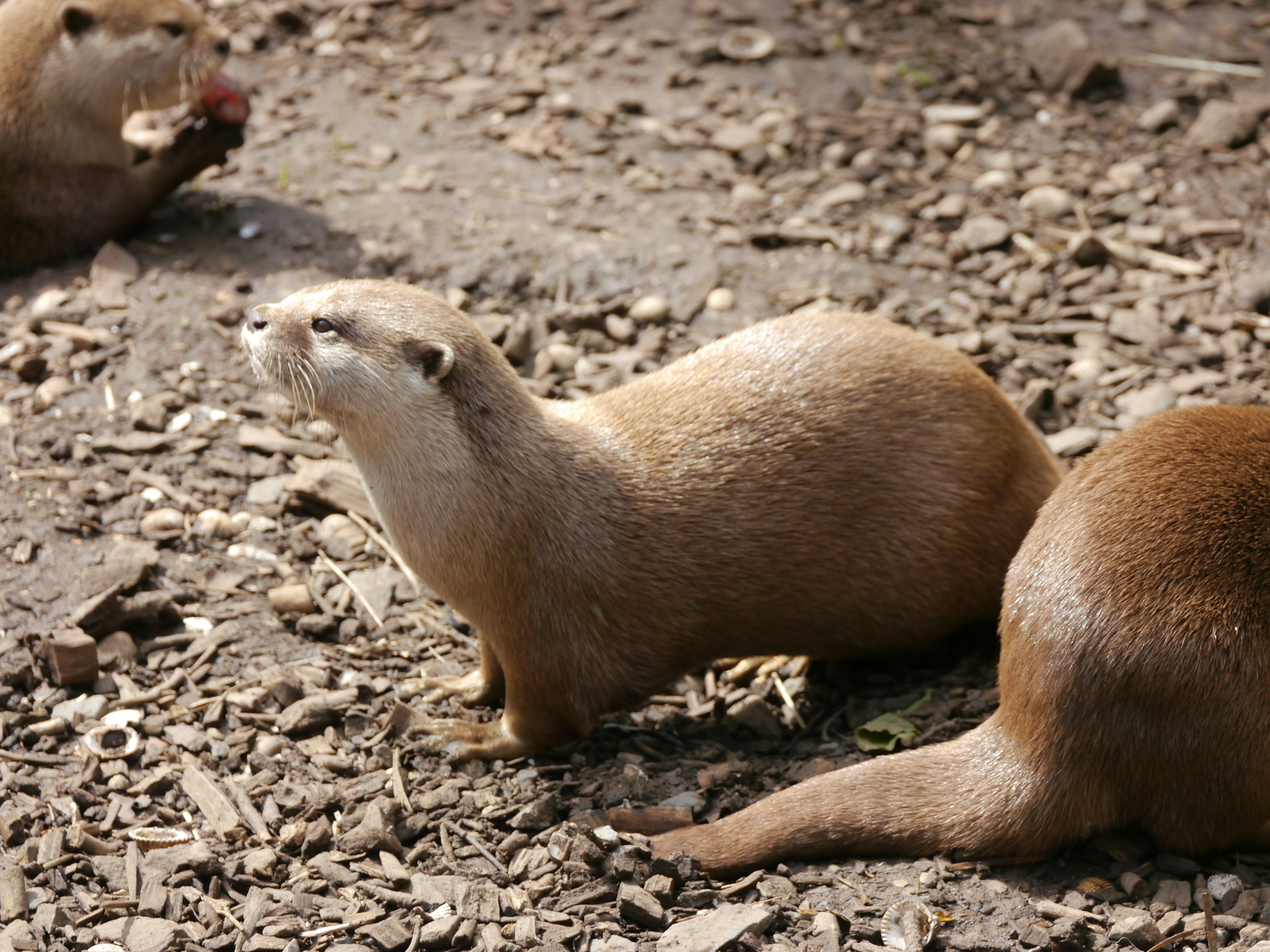 A couple of animals that are sitting in the dirt photo – Free Animal ...
