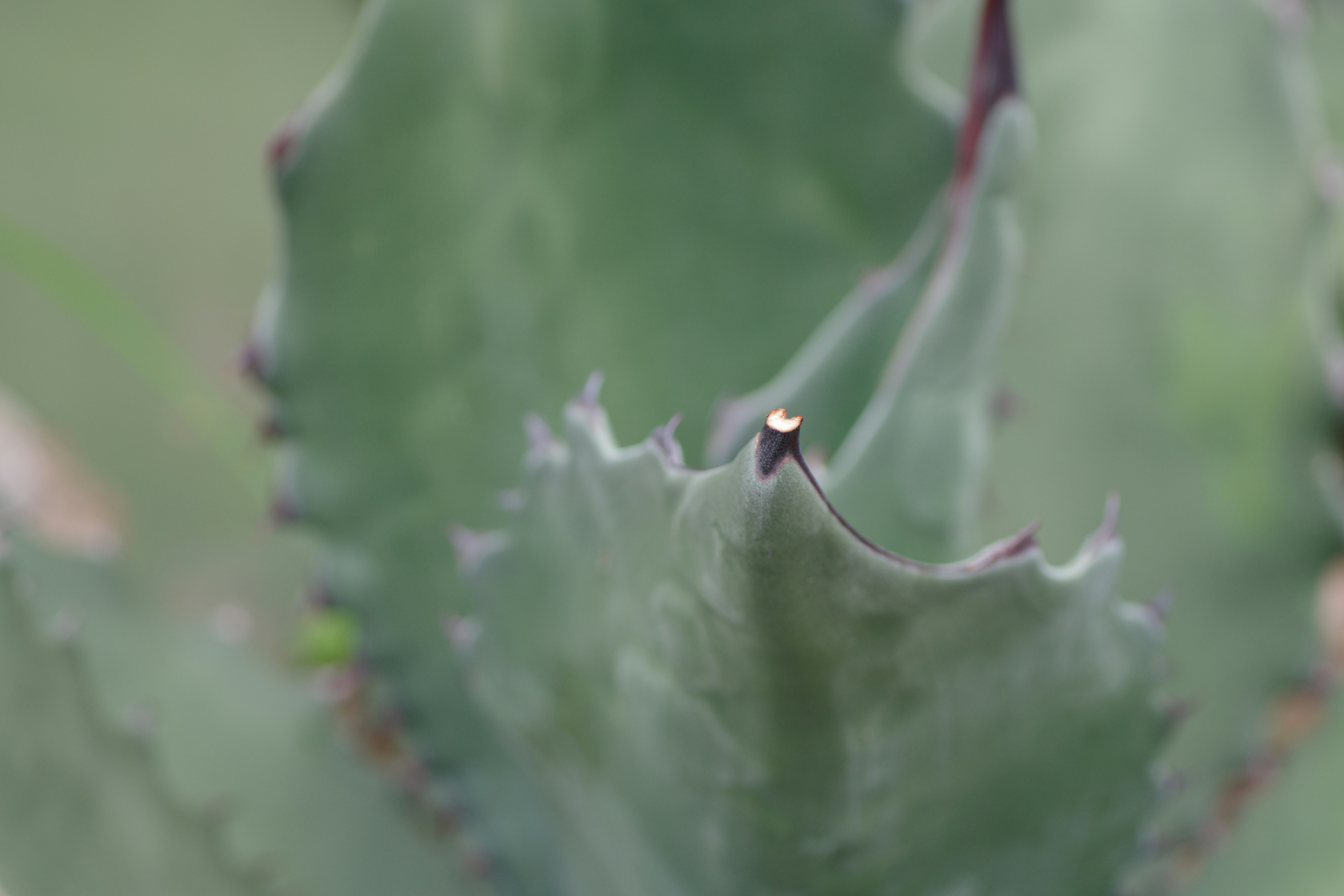 Spiked Edge: A Close-Up of Serrated Succulence