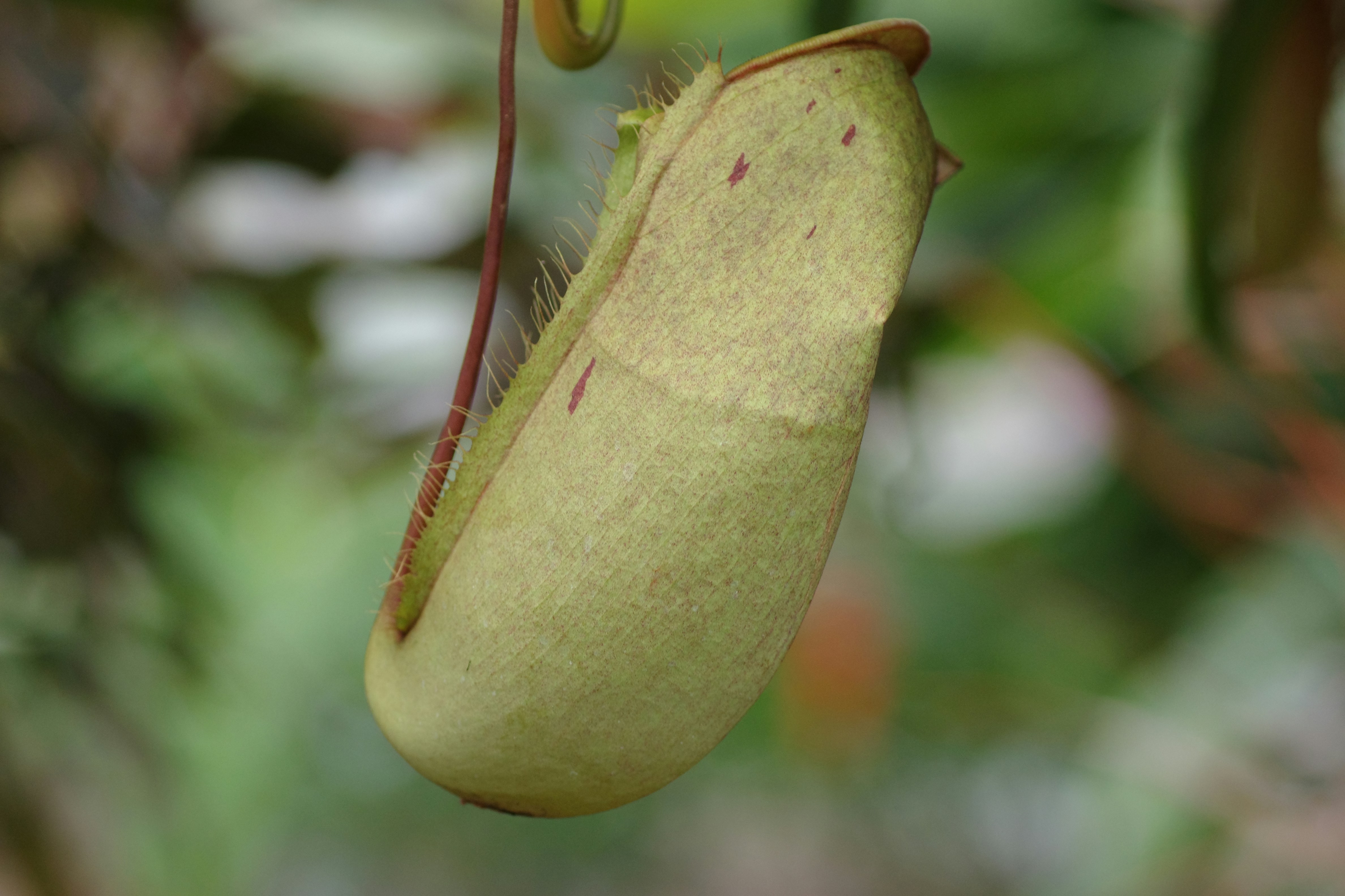Beautiful green and flower garden、新緑と美しい花が織りなす絶景 A superb view of fresh greenery and beautiful flowers