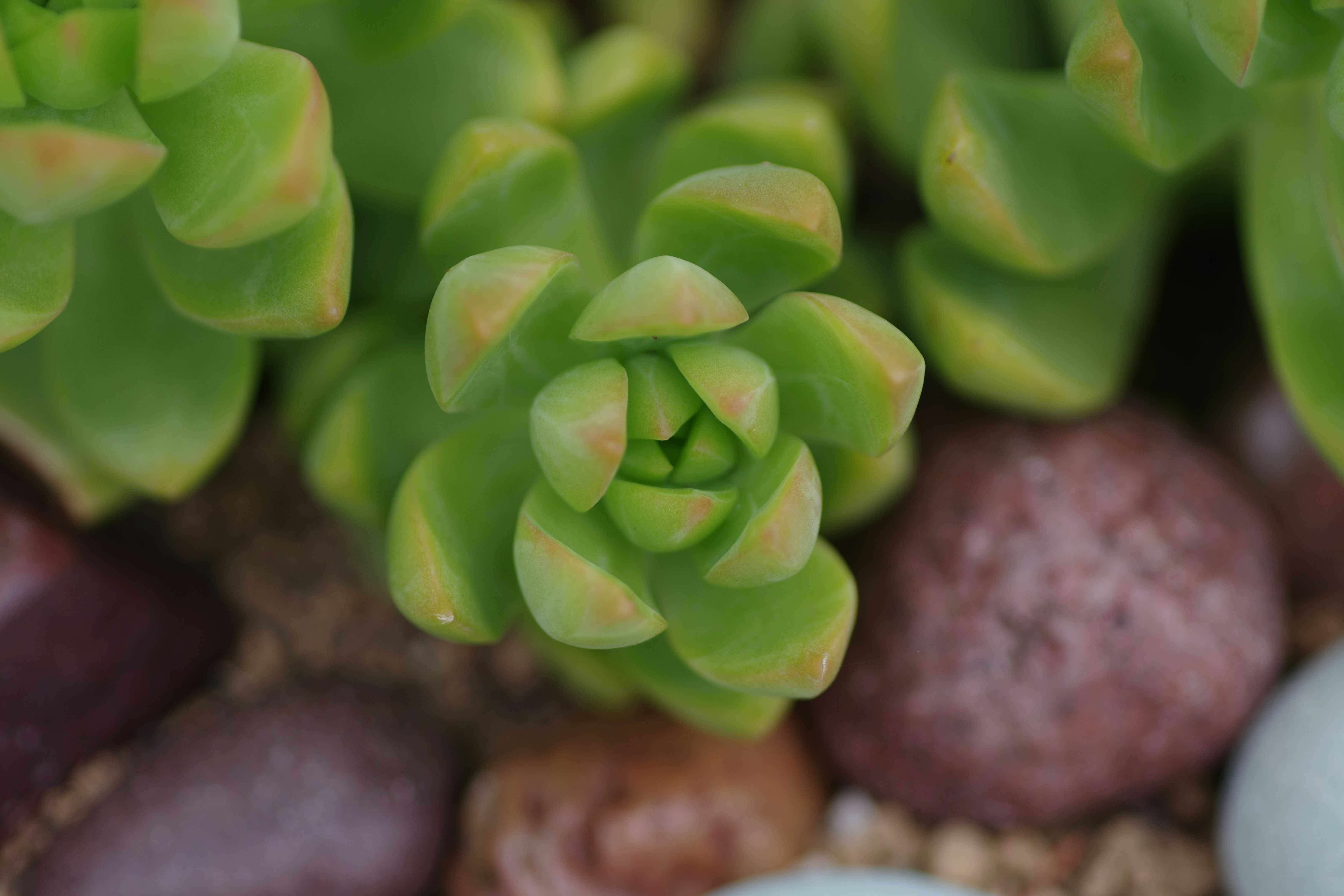 Beautiful green and flower garden、新緑と美しい花が織りなす絶景 A superb view of fresh greenery and beautiful flowers