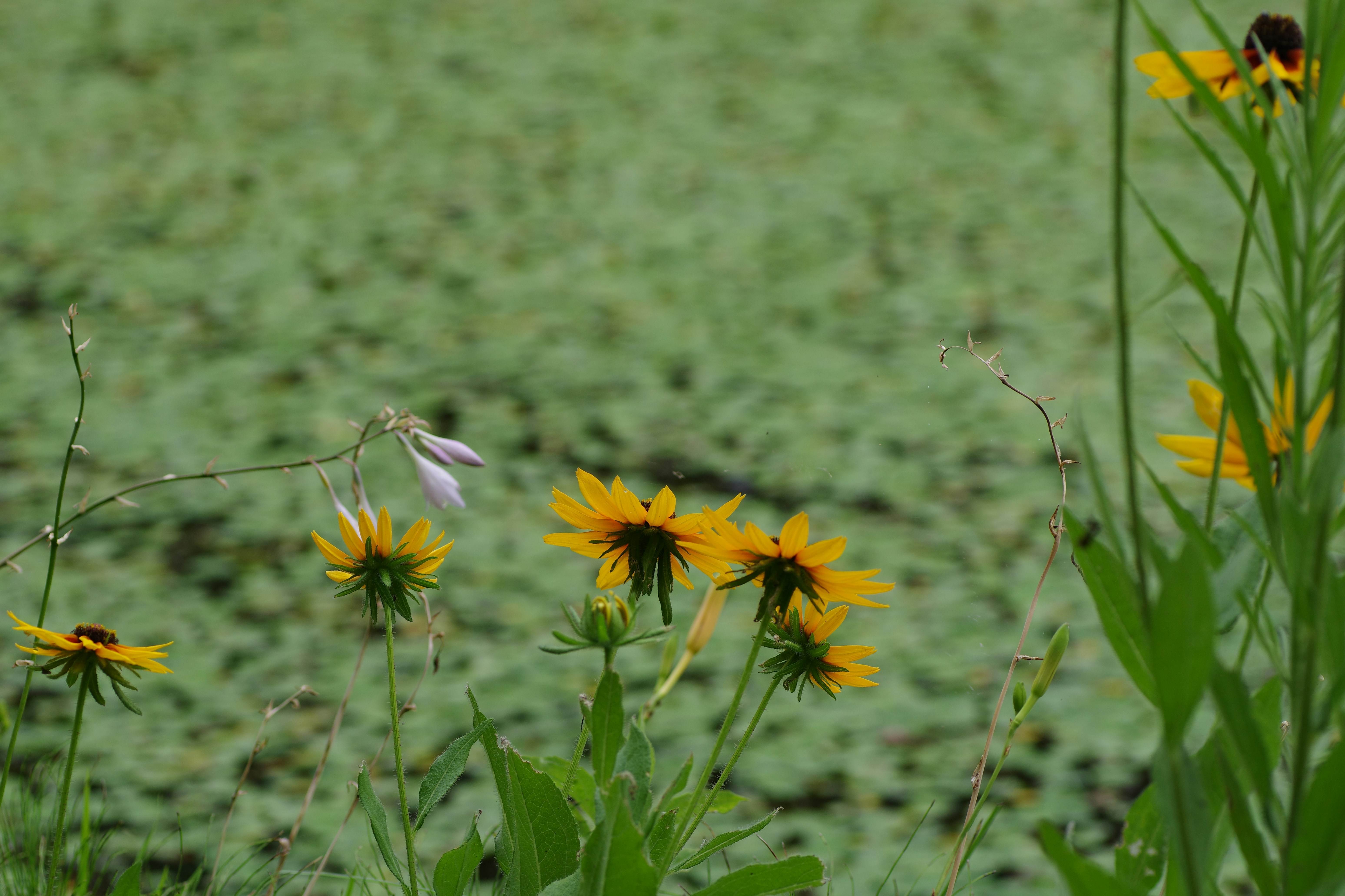 Rudbeckia Glow Along the Pond’s Green Mirror