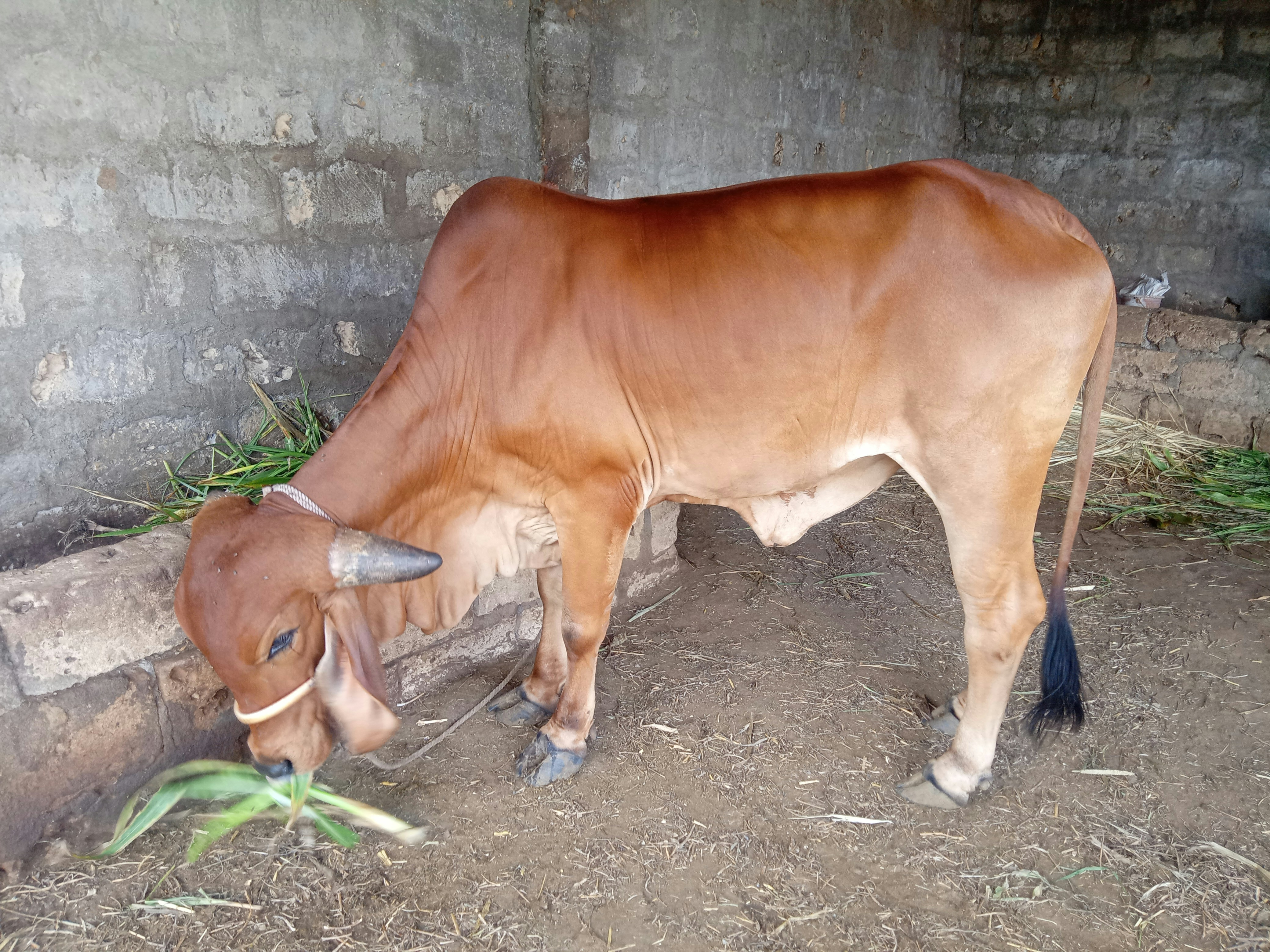 A brown cow standing on top of a dirt field