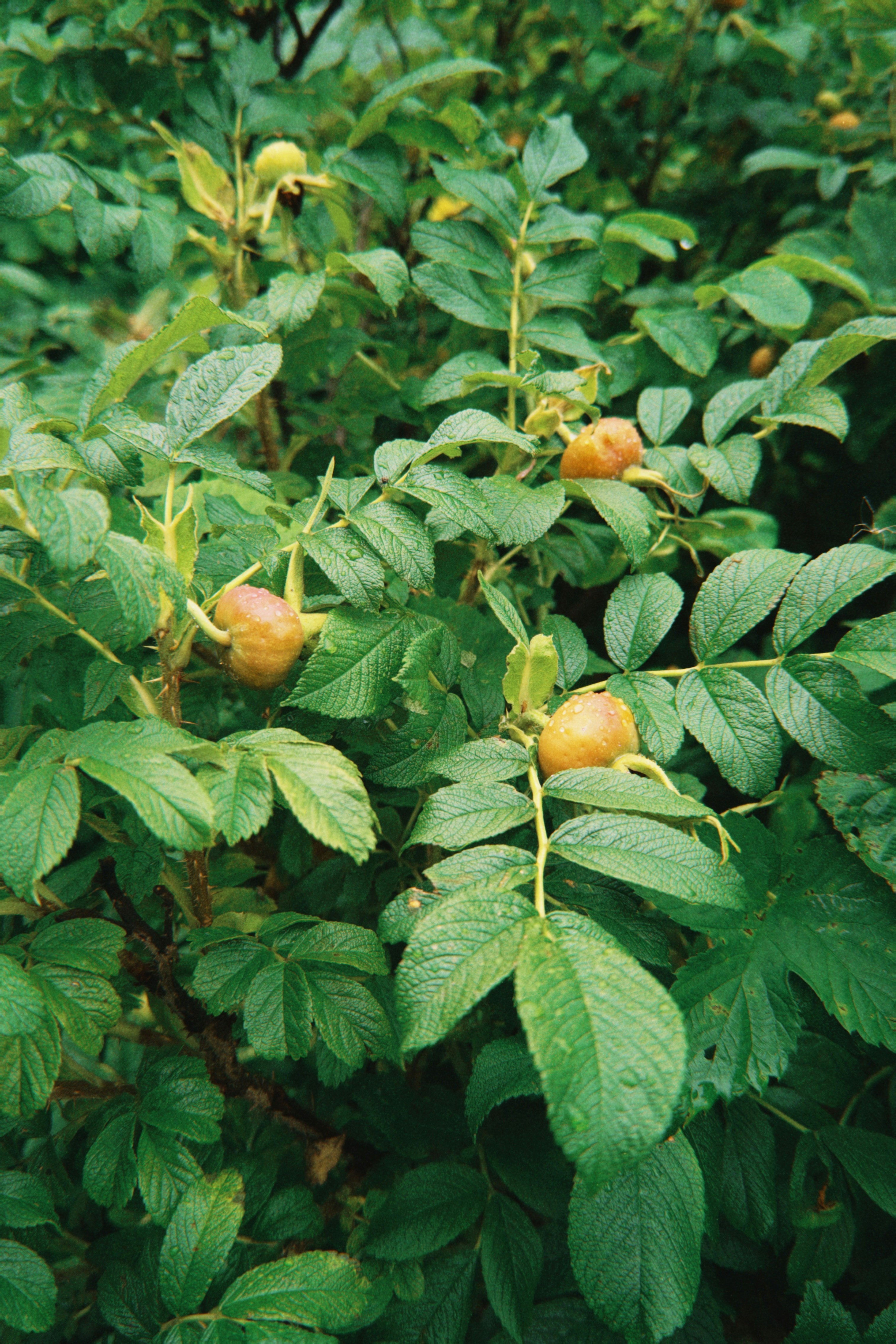 Rose Hips Amid Dense Green Foliage