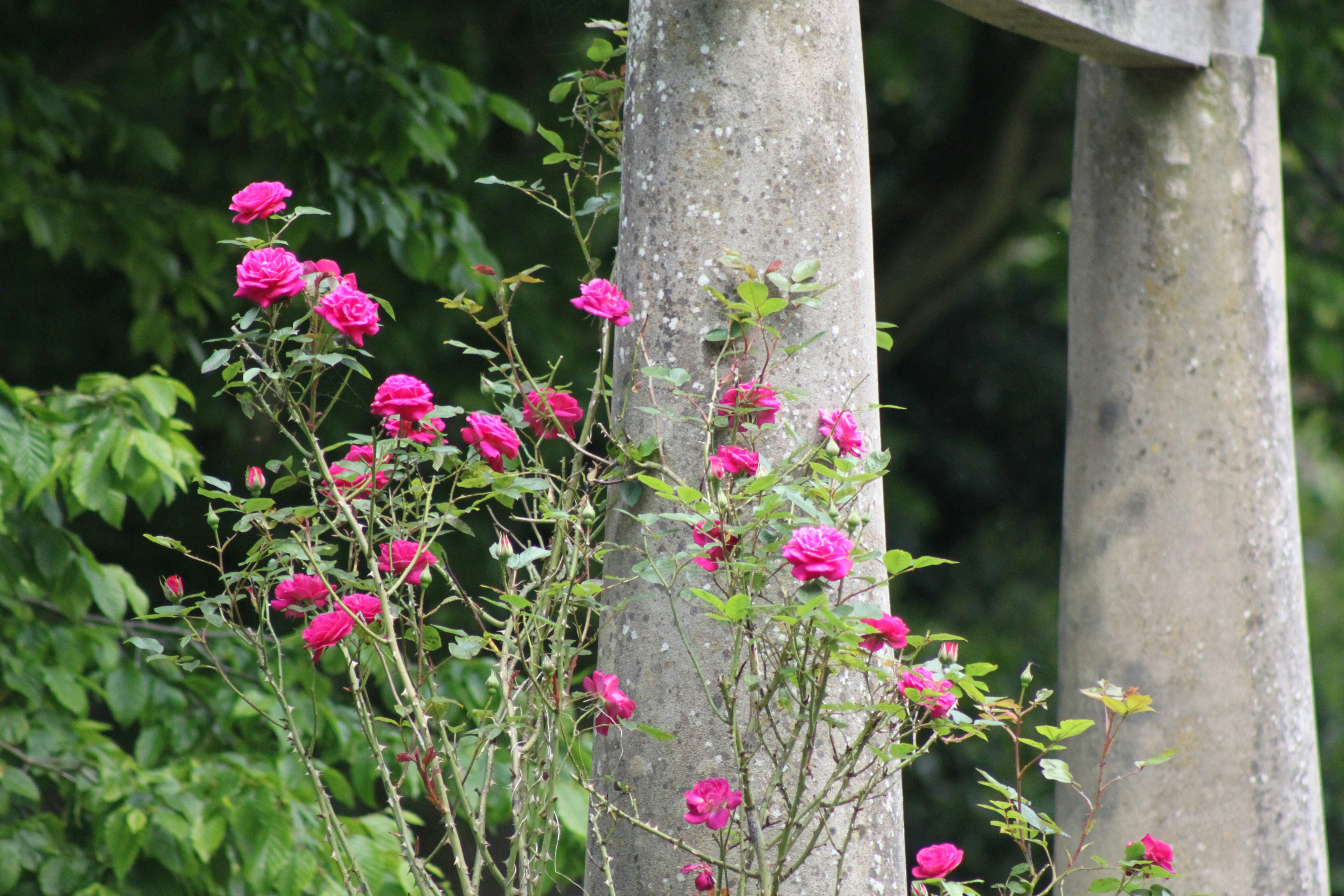 Photo by Ruby Lalor with Canon EOS 500D