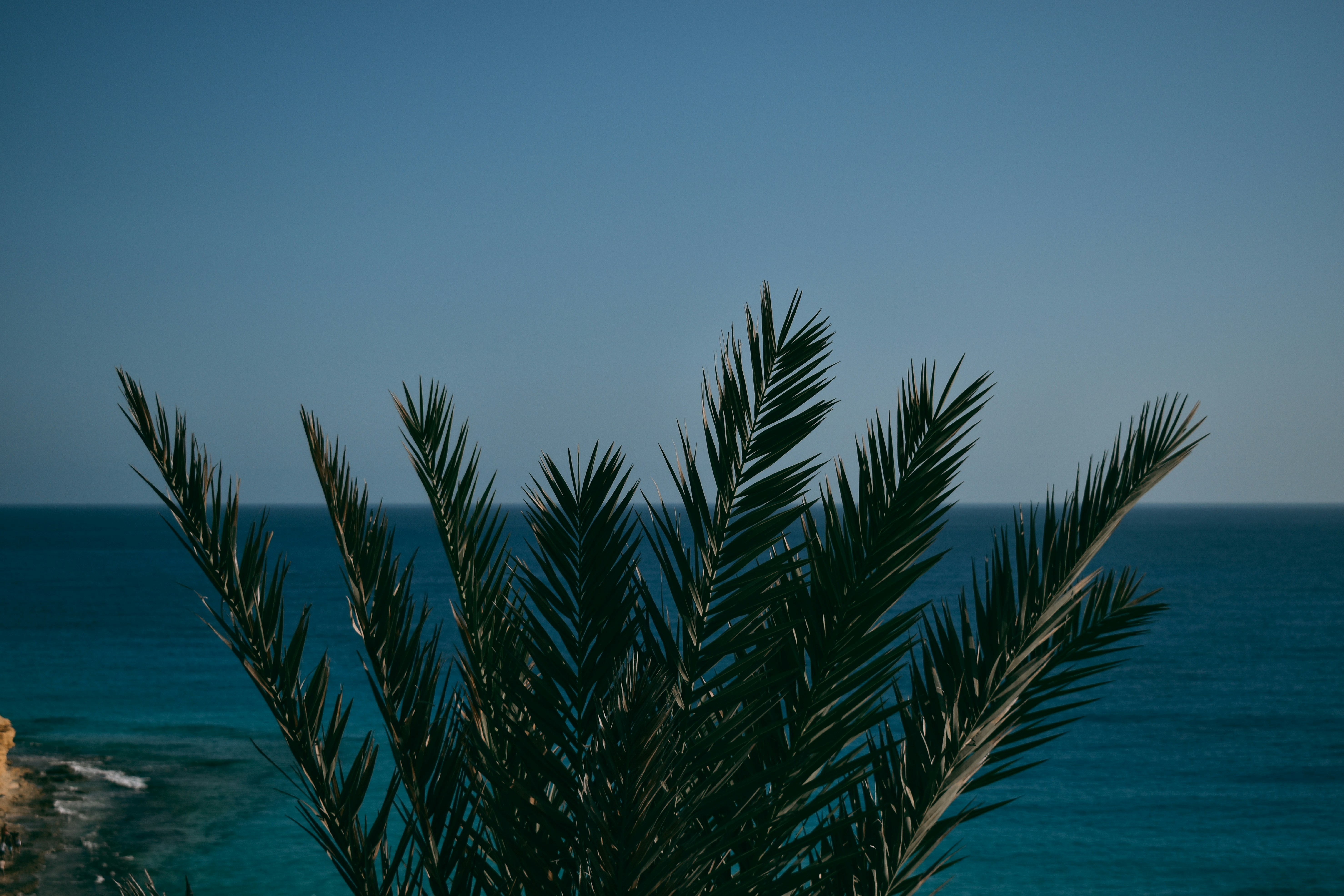 A tree stands tall and proud, its branches reaching out towards the sky, providing shade and shelter to those beneath it. Nearby, the gentle waves caress the sandy shore of the beach, creating a serene and peaceful atmosphere where nature's beauty can be fully appreciated.
