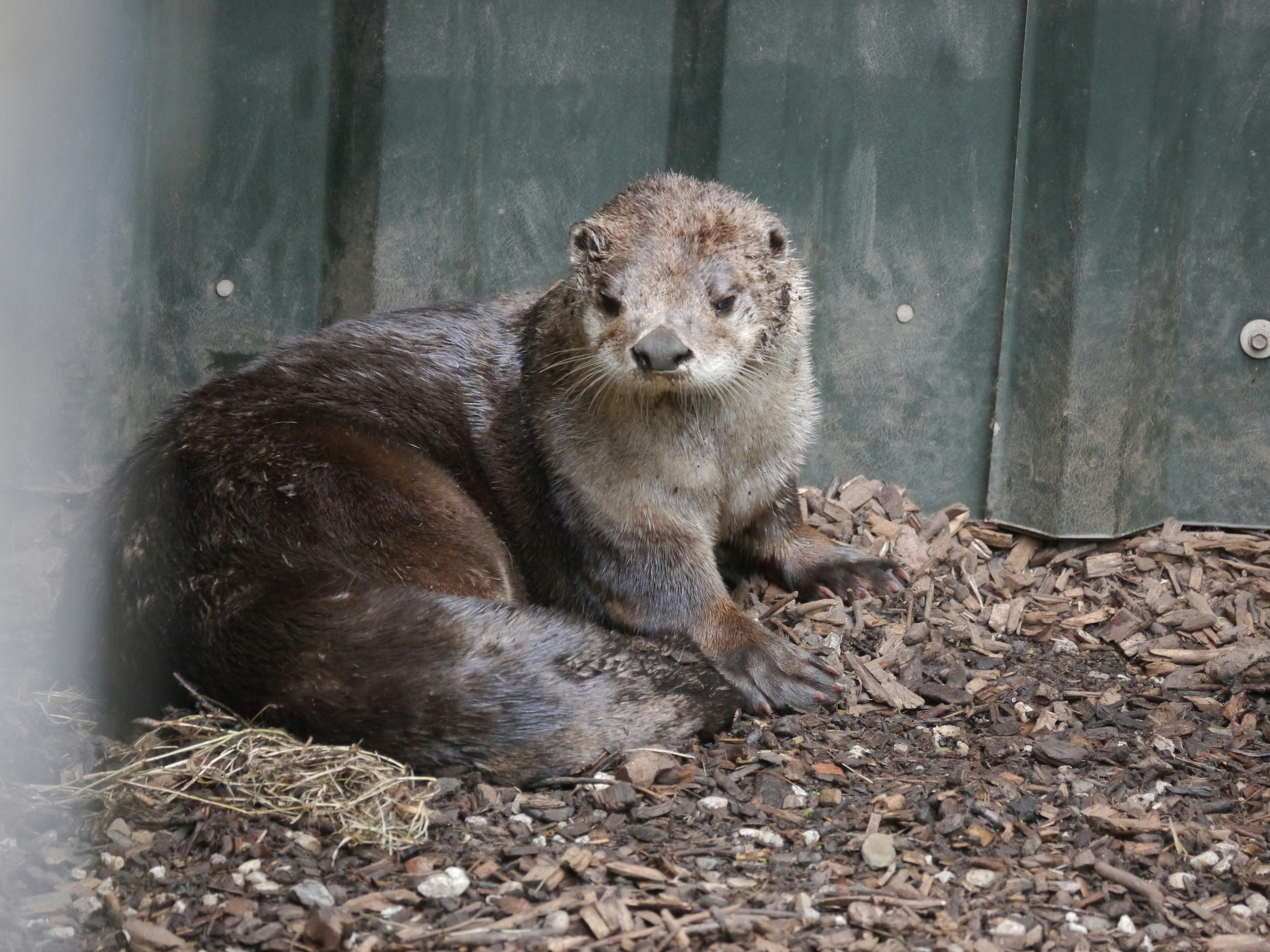 Una nutria sentada en el suelo en el recinto de un zoológico foto ...