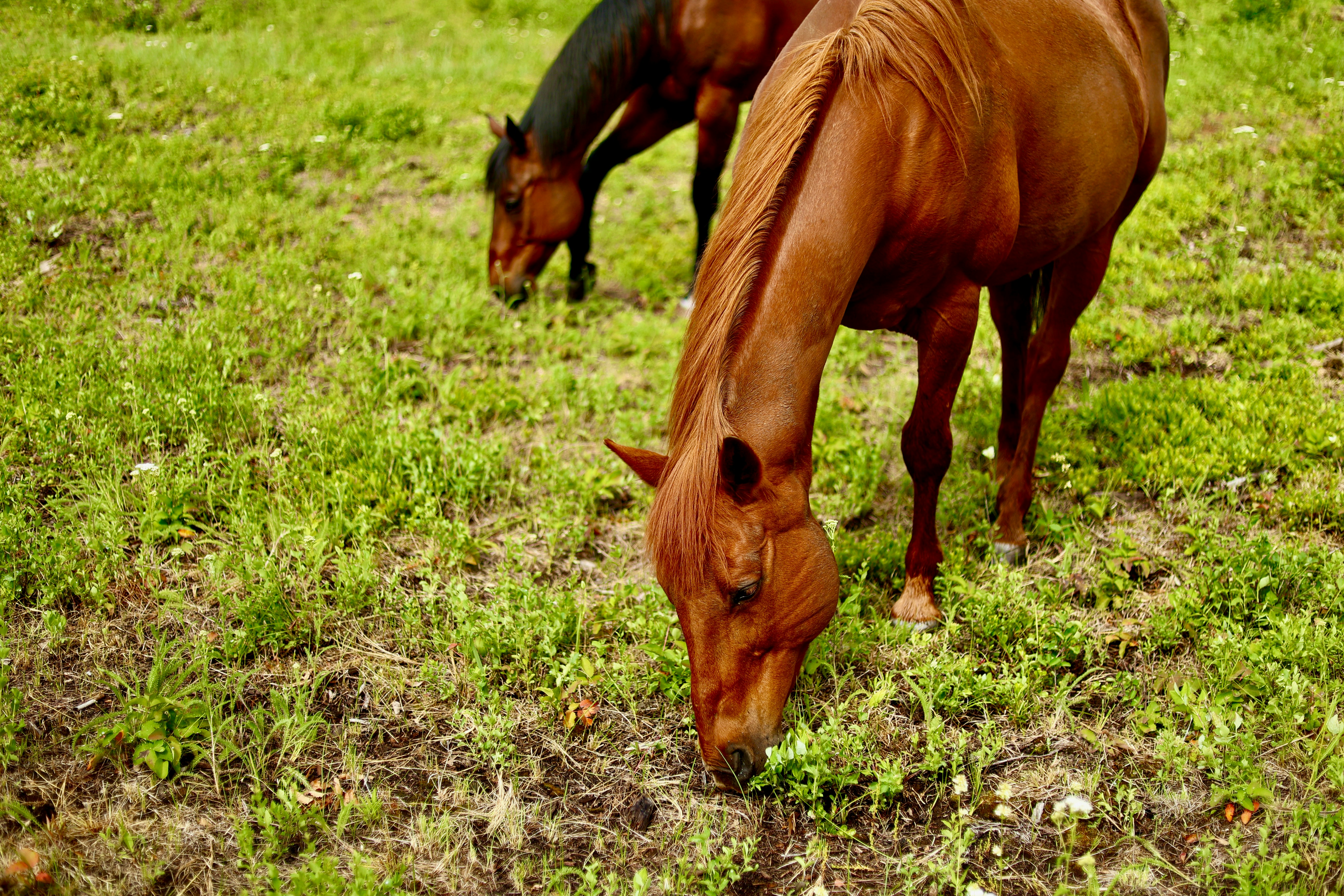 Two brown horses grazing on lush green grass in a tranquil field.