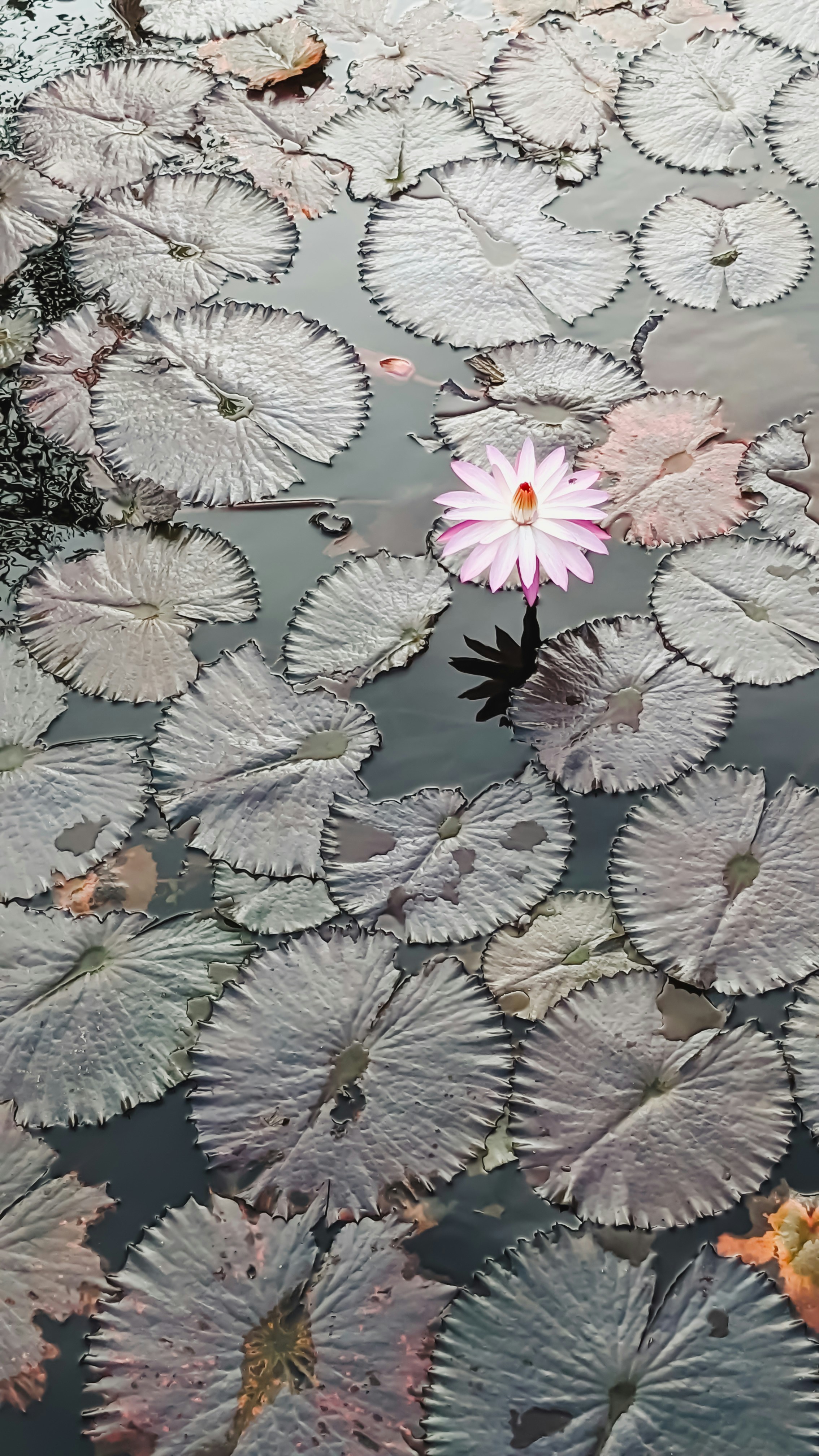 High angle view. A water lily flower in a pond. Natural background concept