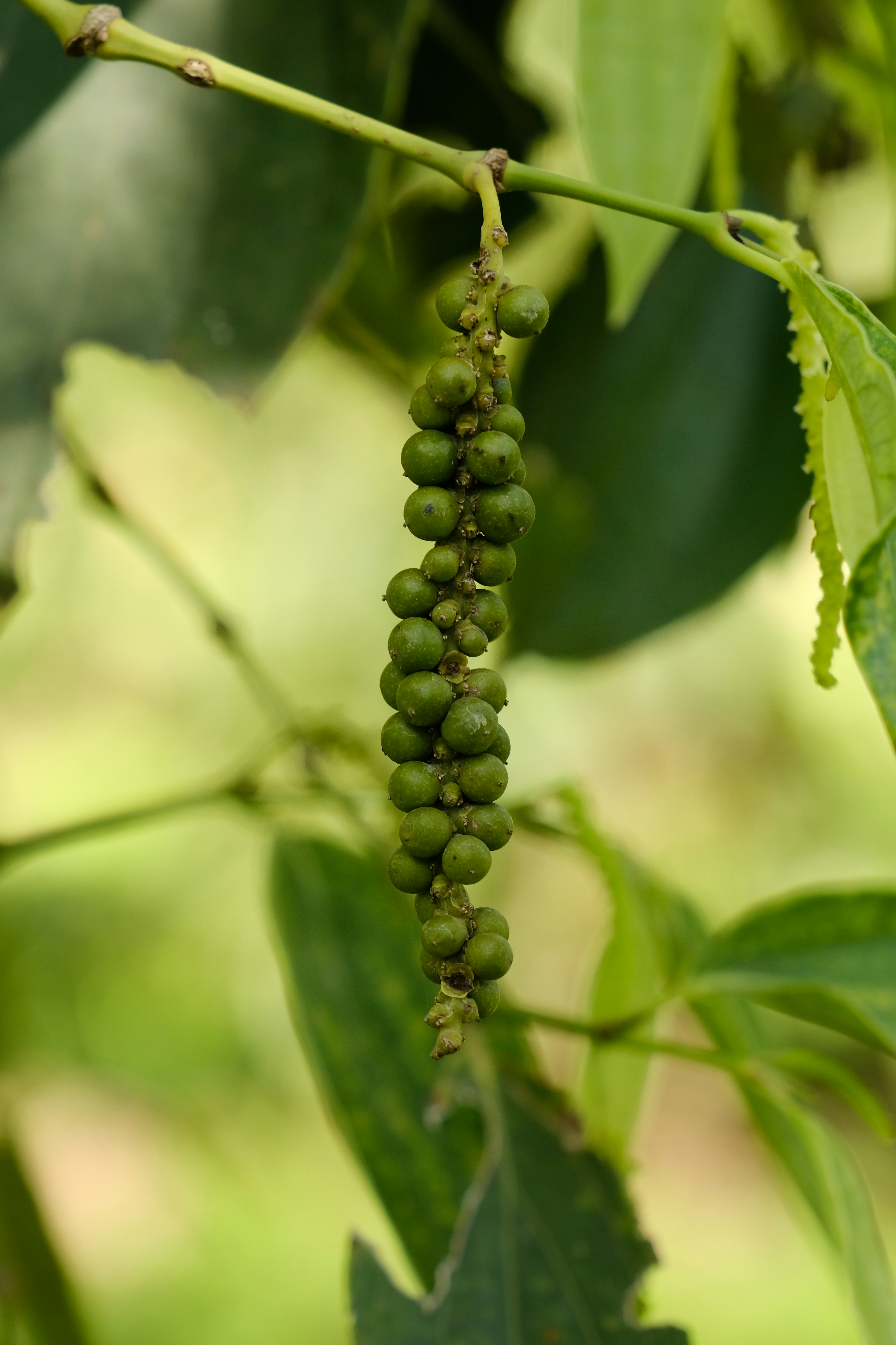 Vertical Rhythm: A String of Green Berries on a Spring Vine