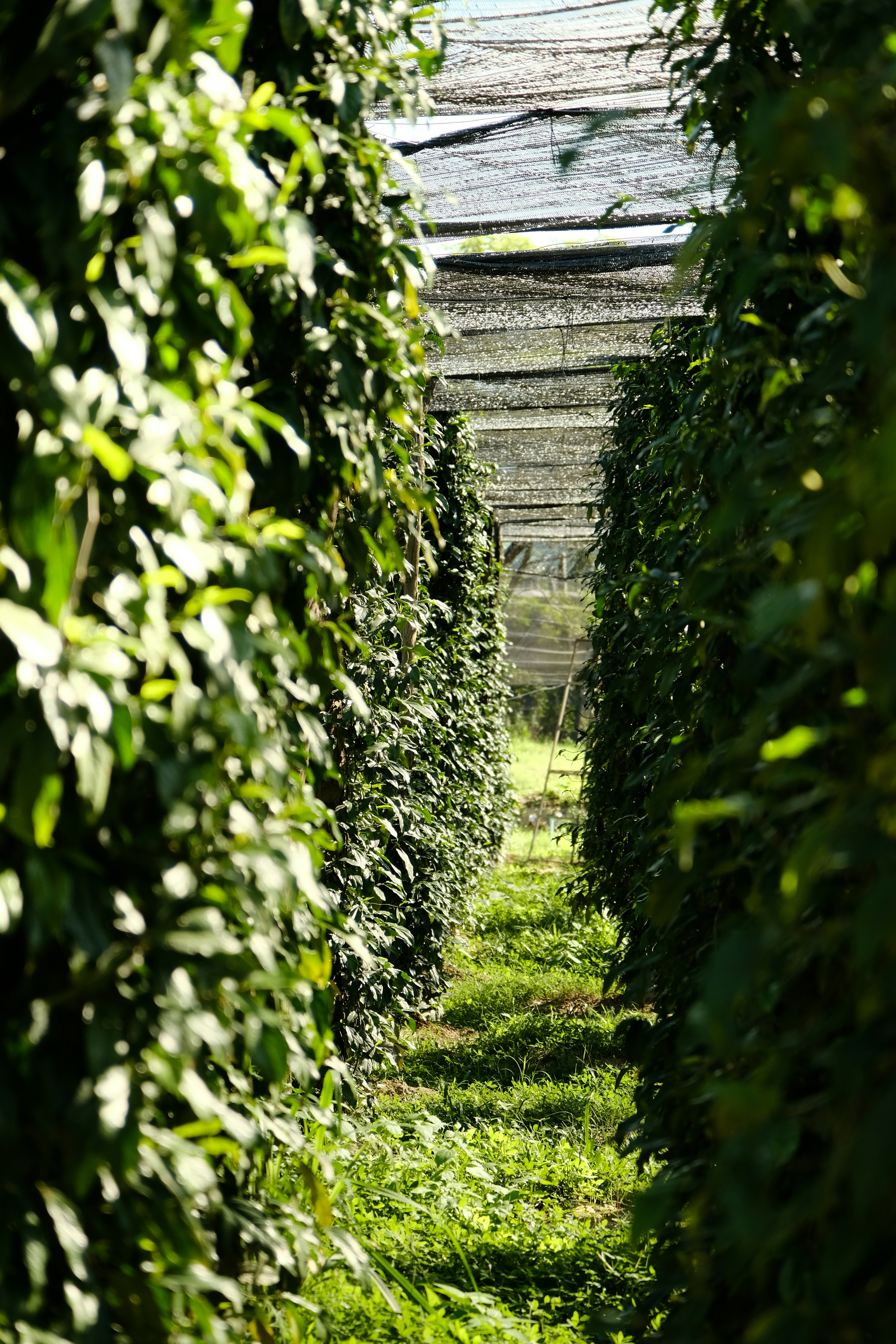 Verdant Tunnel: Sunlit Greenery Between Living Walls