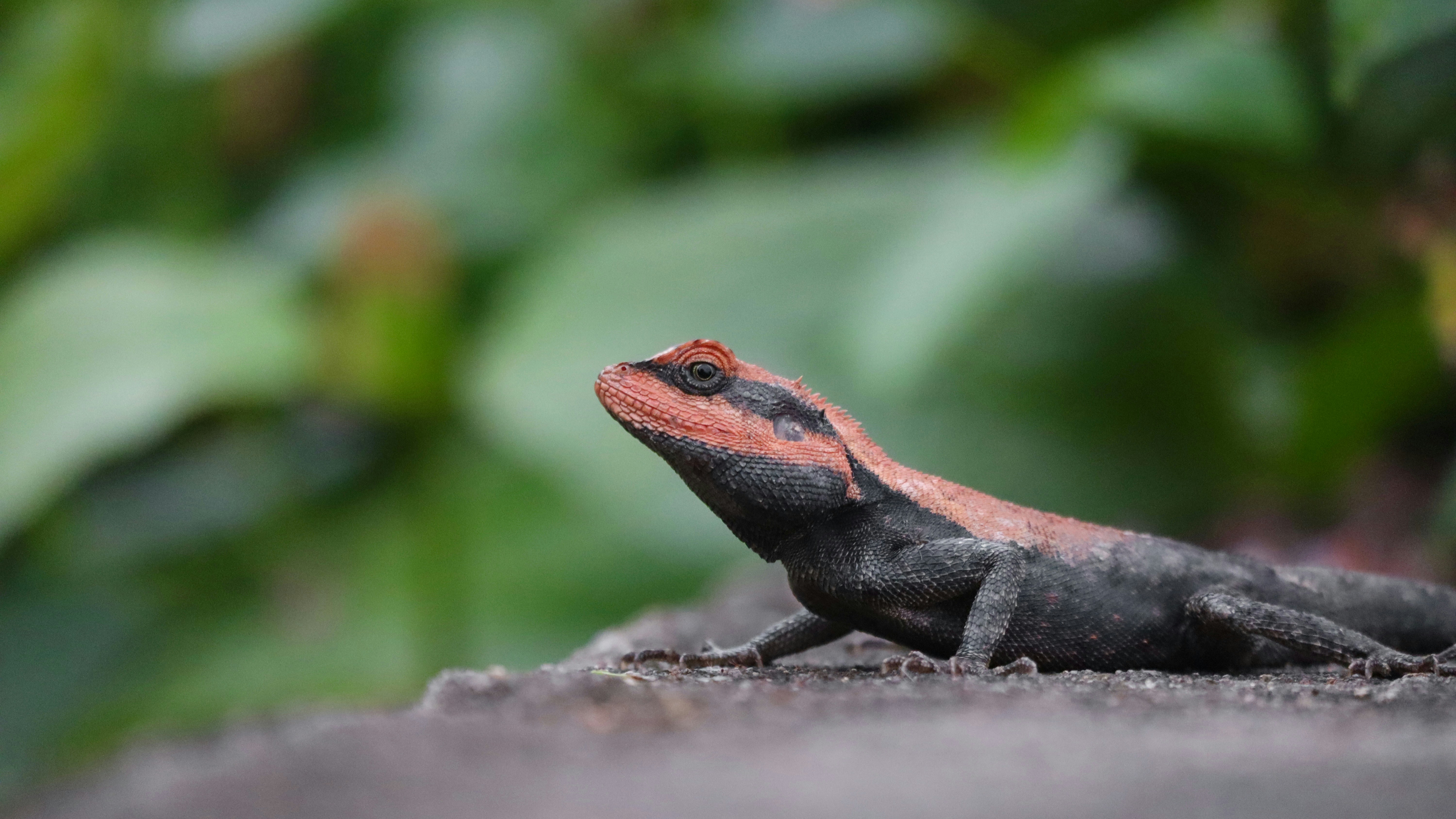 Red-Striped Lizard: Quiet Resolve on a Mossy Rock