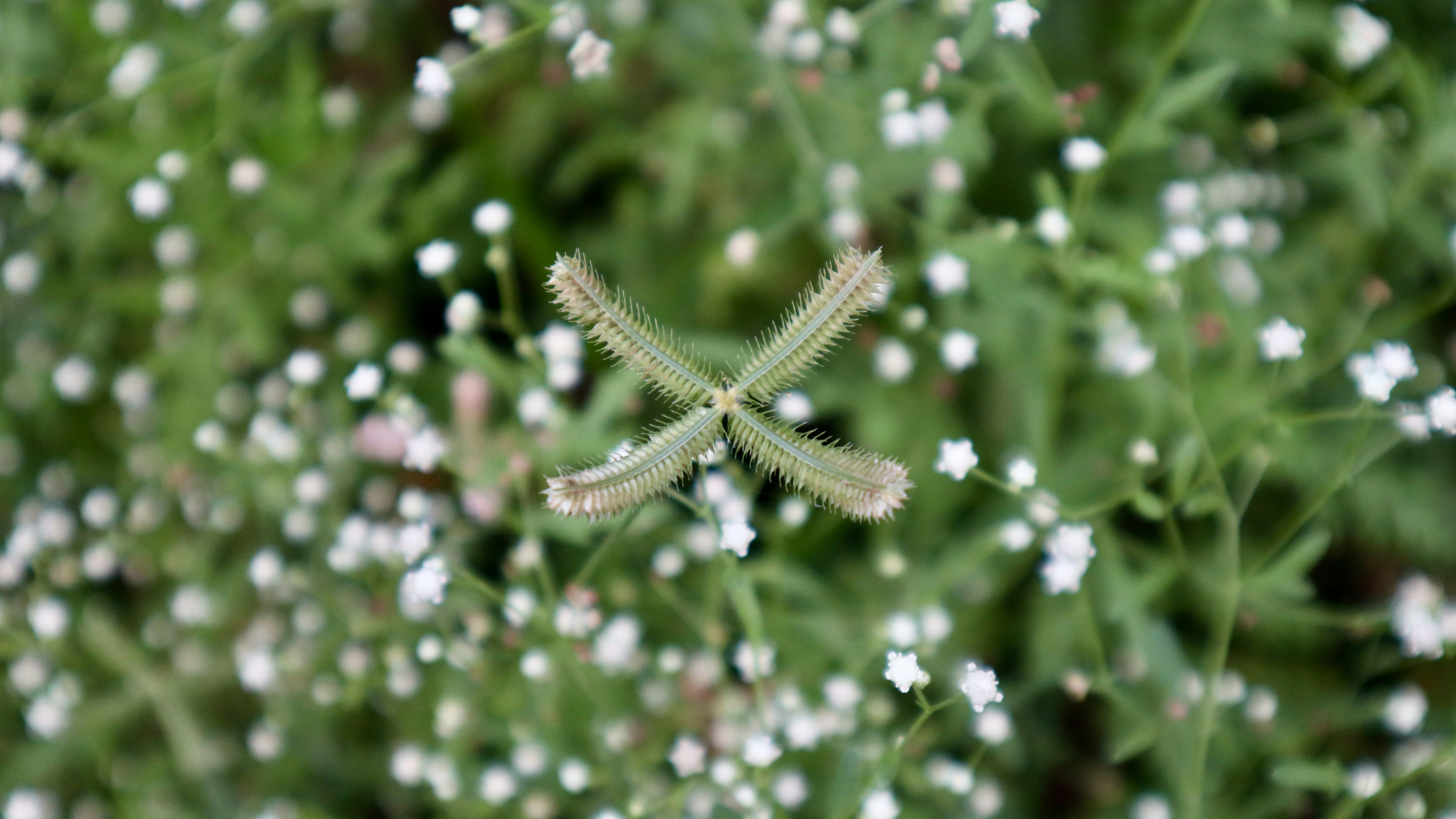 X-Shaped Seed Head Framing Tiny White Blooms