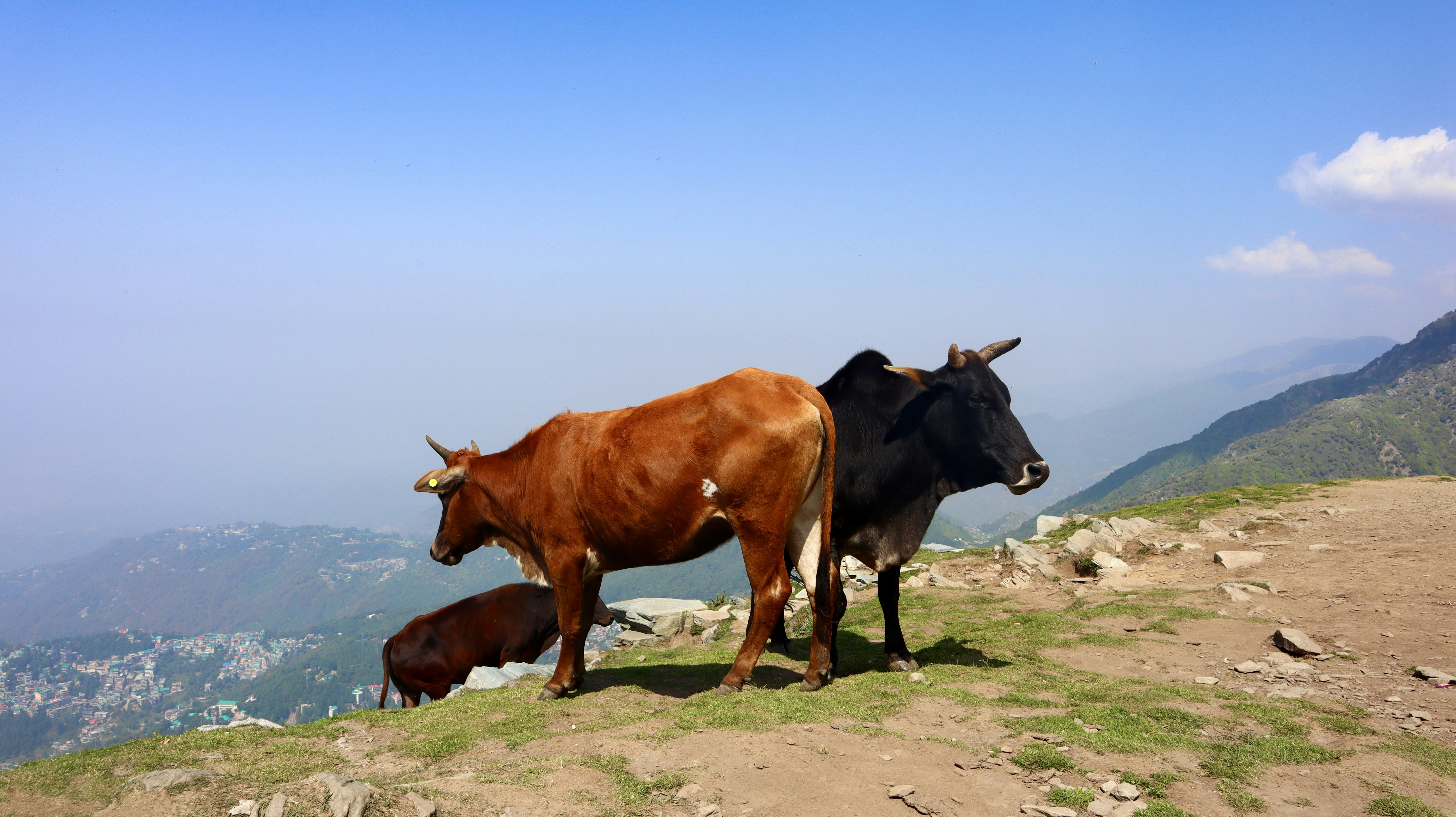 Ridgecrest Grazers: Cattle at the Edge of a Mountain Valley