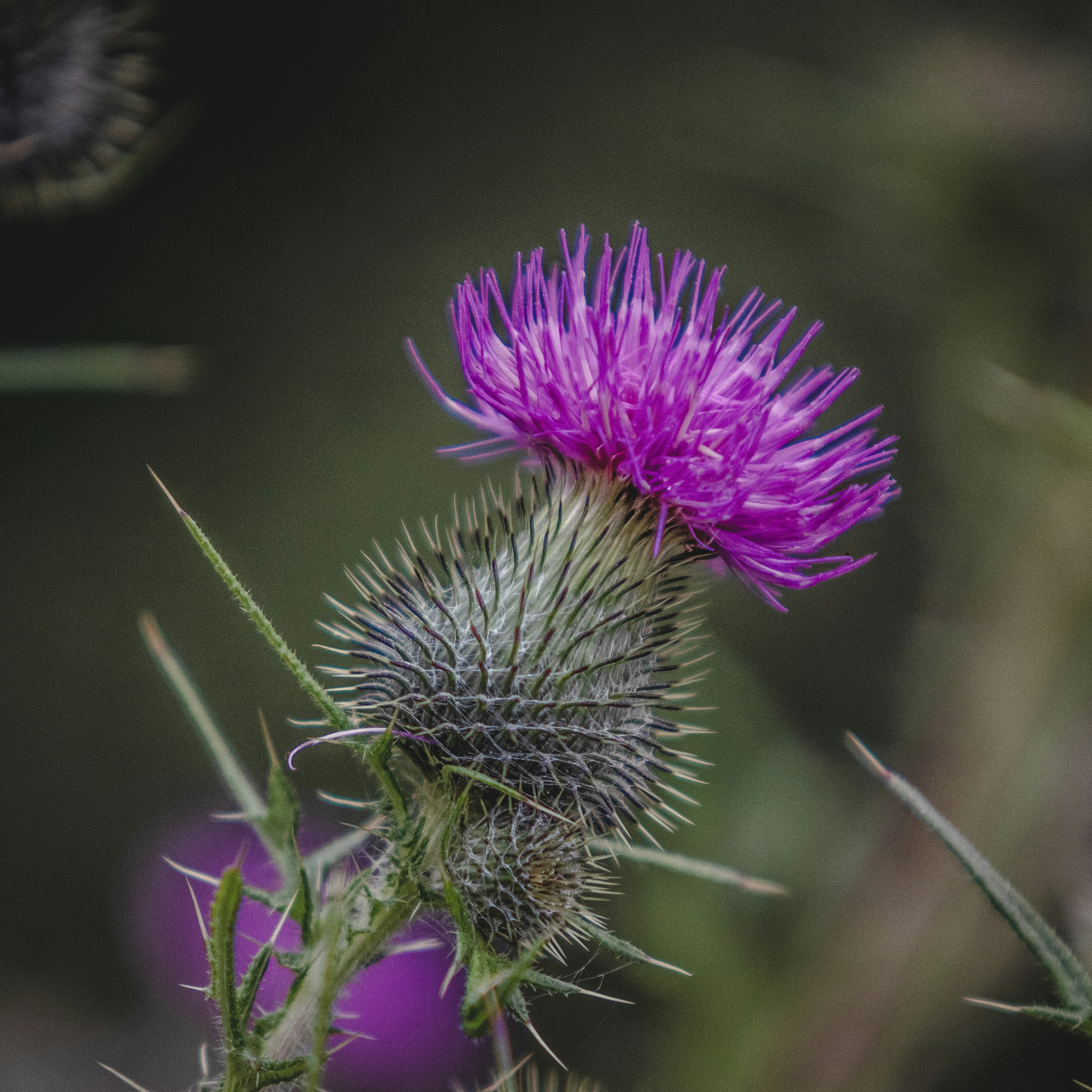 Thistle | A thistle flower with purple flowers in the background