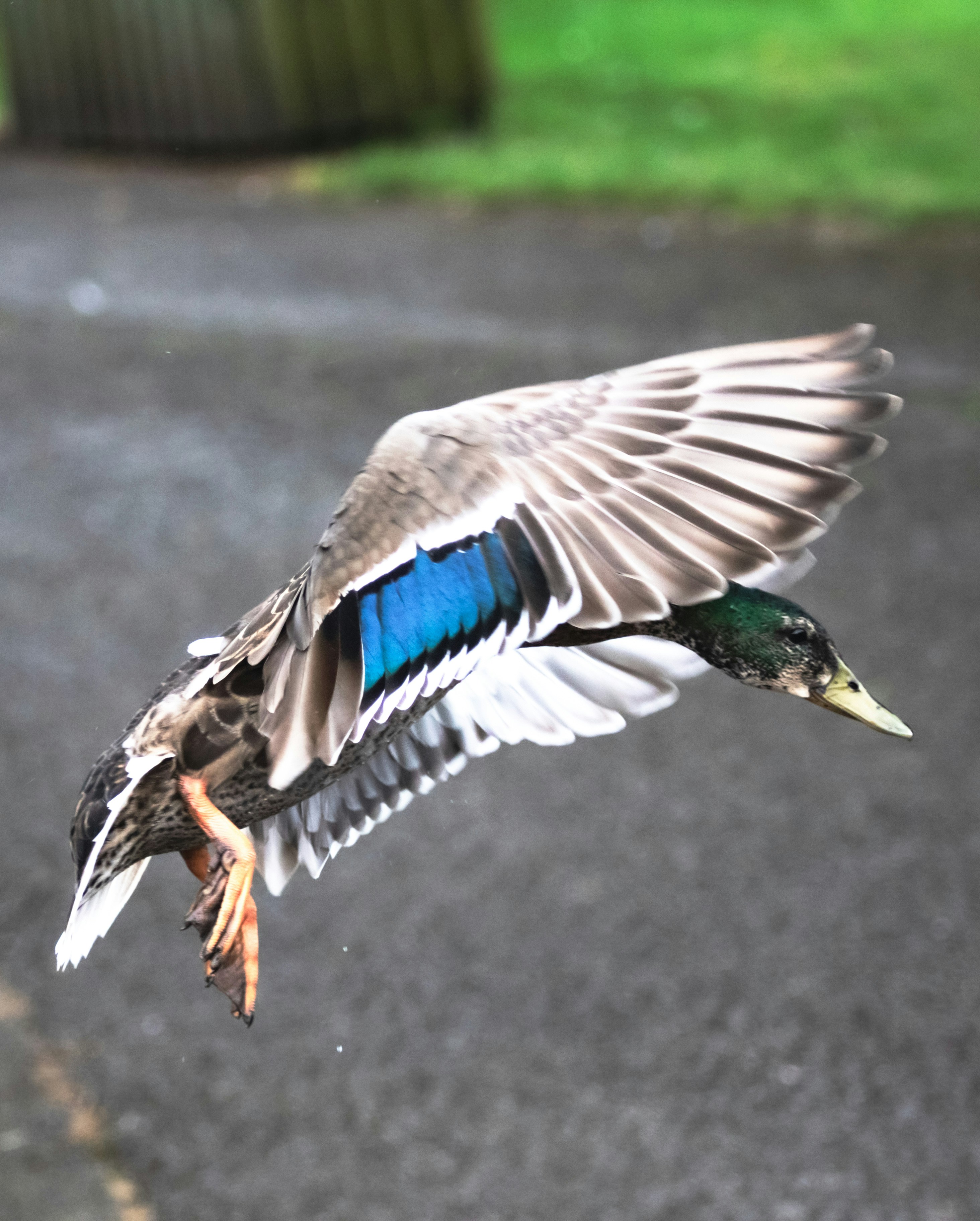 Mallard in Mid-Air Elegance