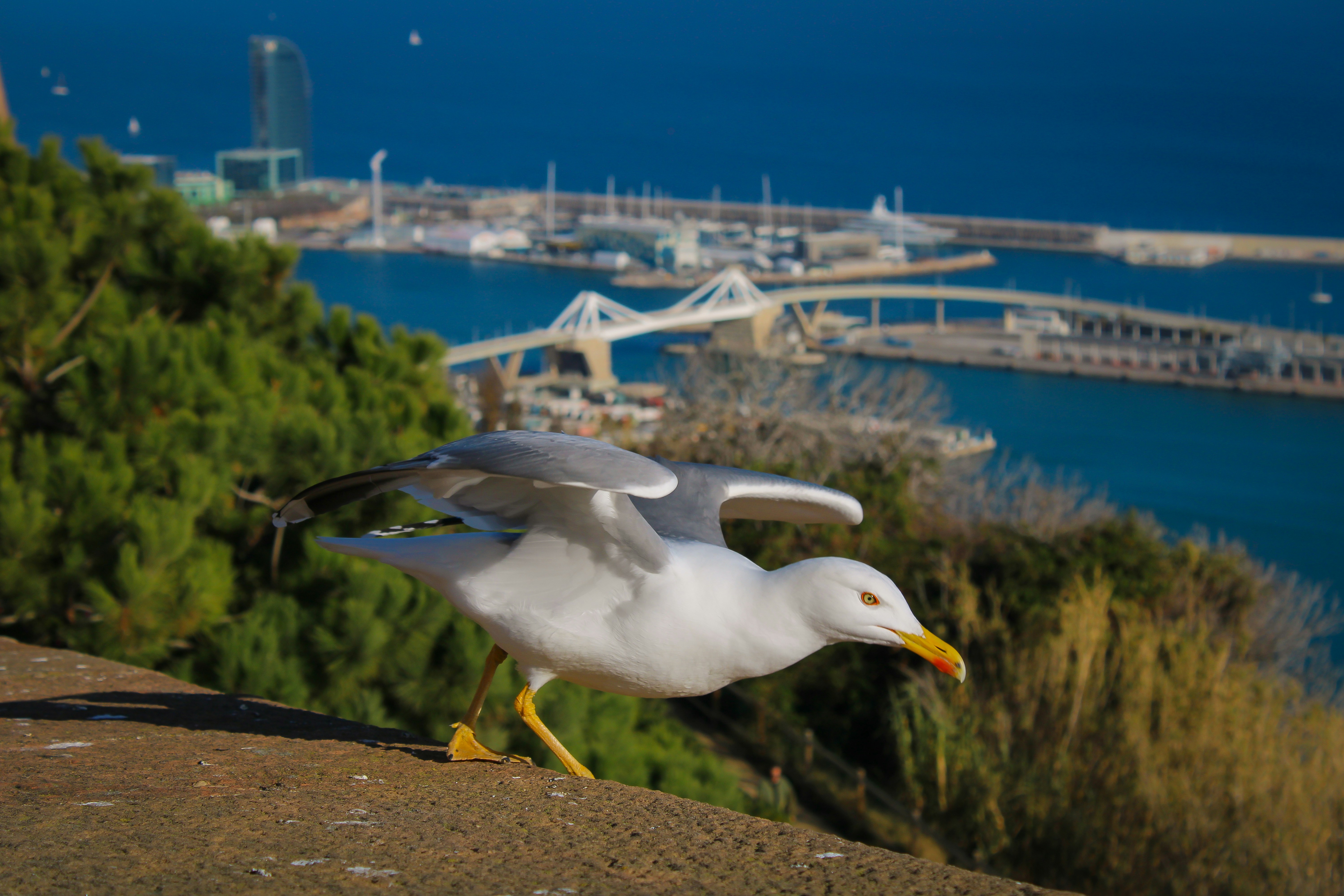 Winged Sentinel on a Sunlit Promontory Overlooking a Busy Marina