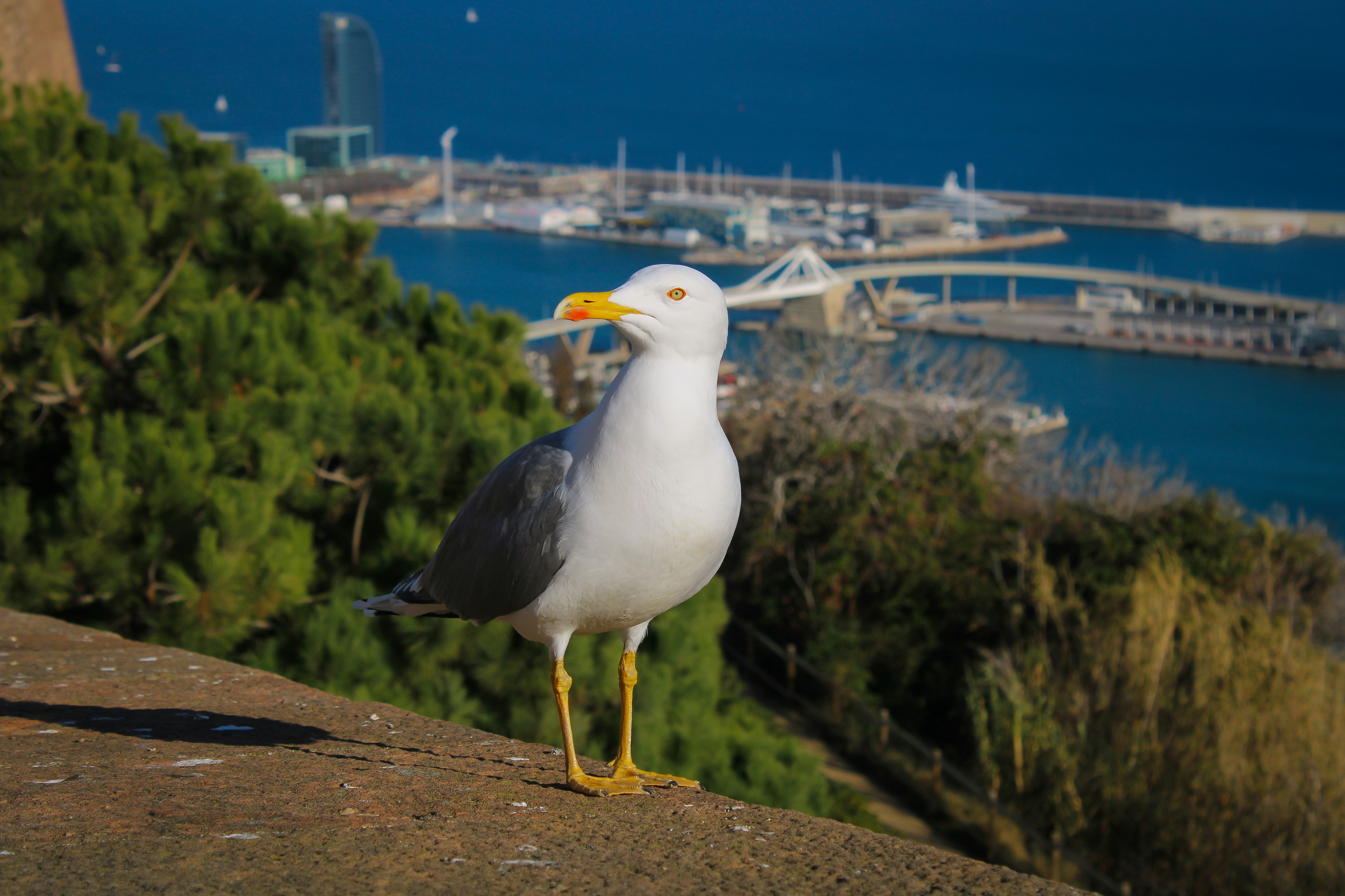 Harbor Sentinel: Seagull on a Sunlit Breakwater