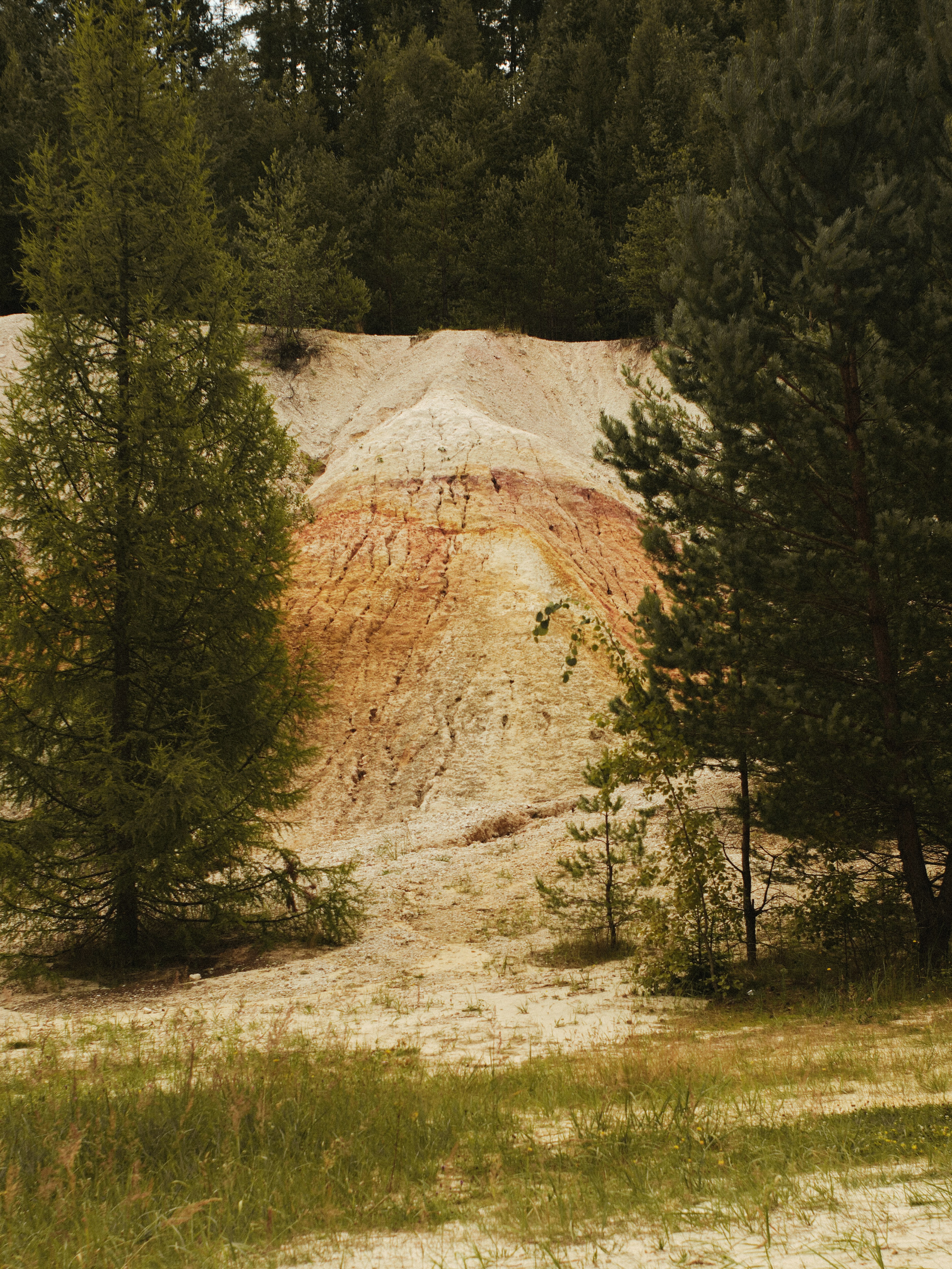 Amber-Earth Crest Rising Through Pines in a Quiet Forest Clearing