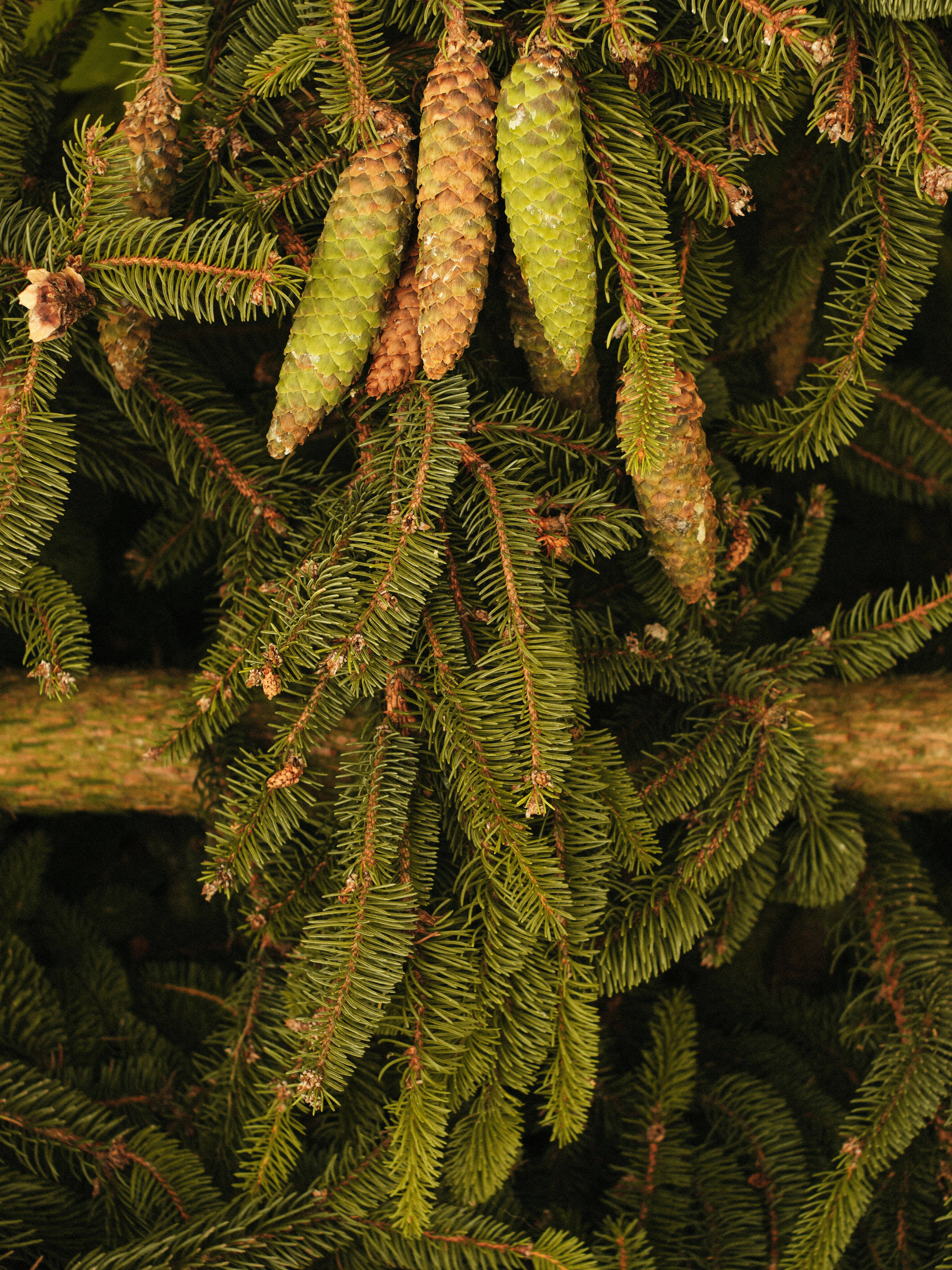 Pinecone Necklace: Cones Dangled Among Green Needles