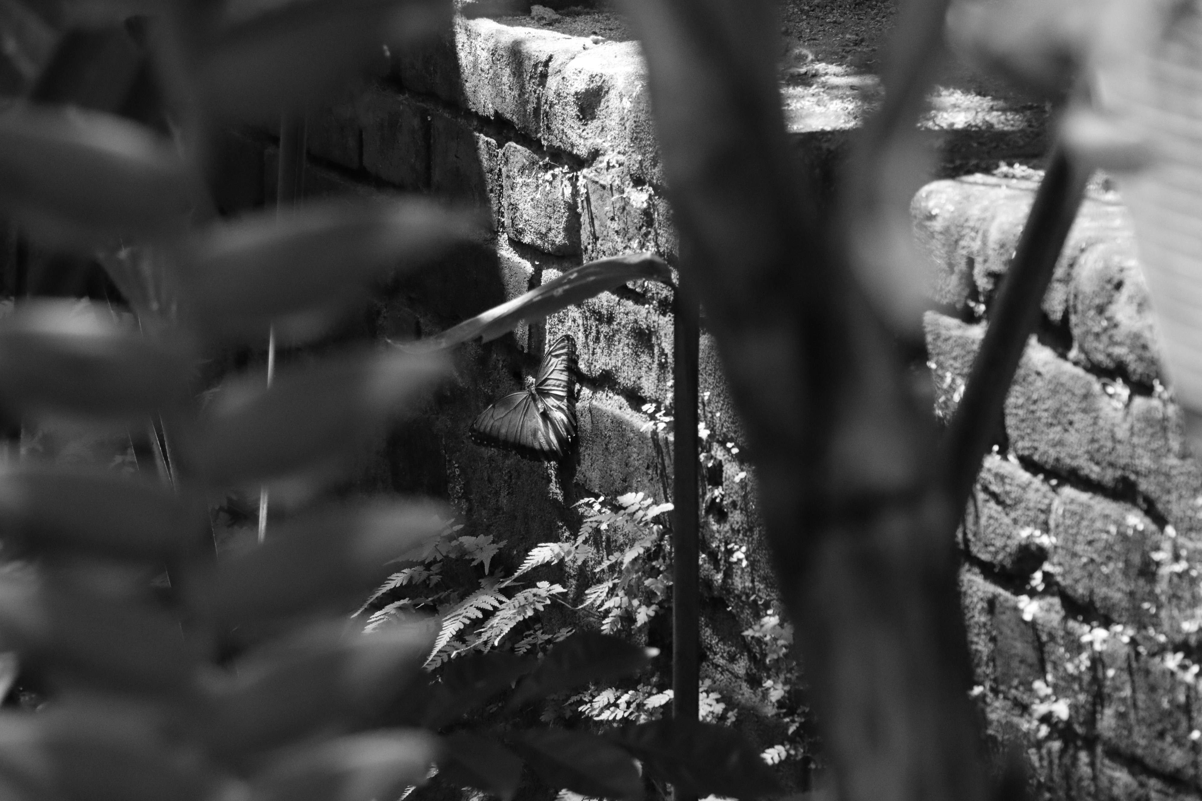Monochrome scene of weathered brick wall partially obscured by blurred foliage.