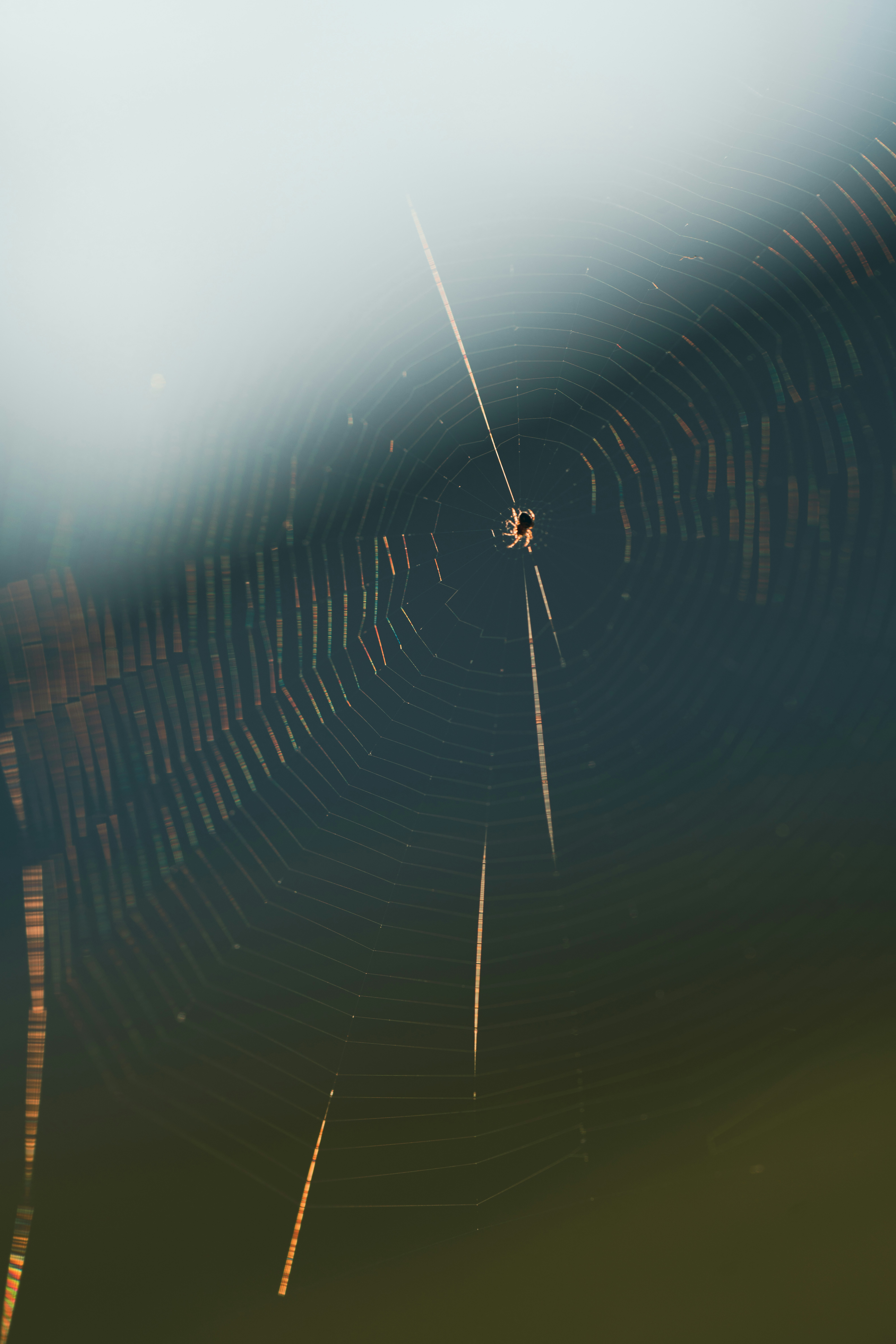 Concentric Quiet: The Spider's Web in Morning Light