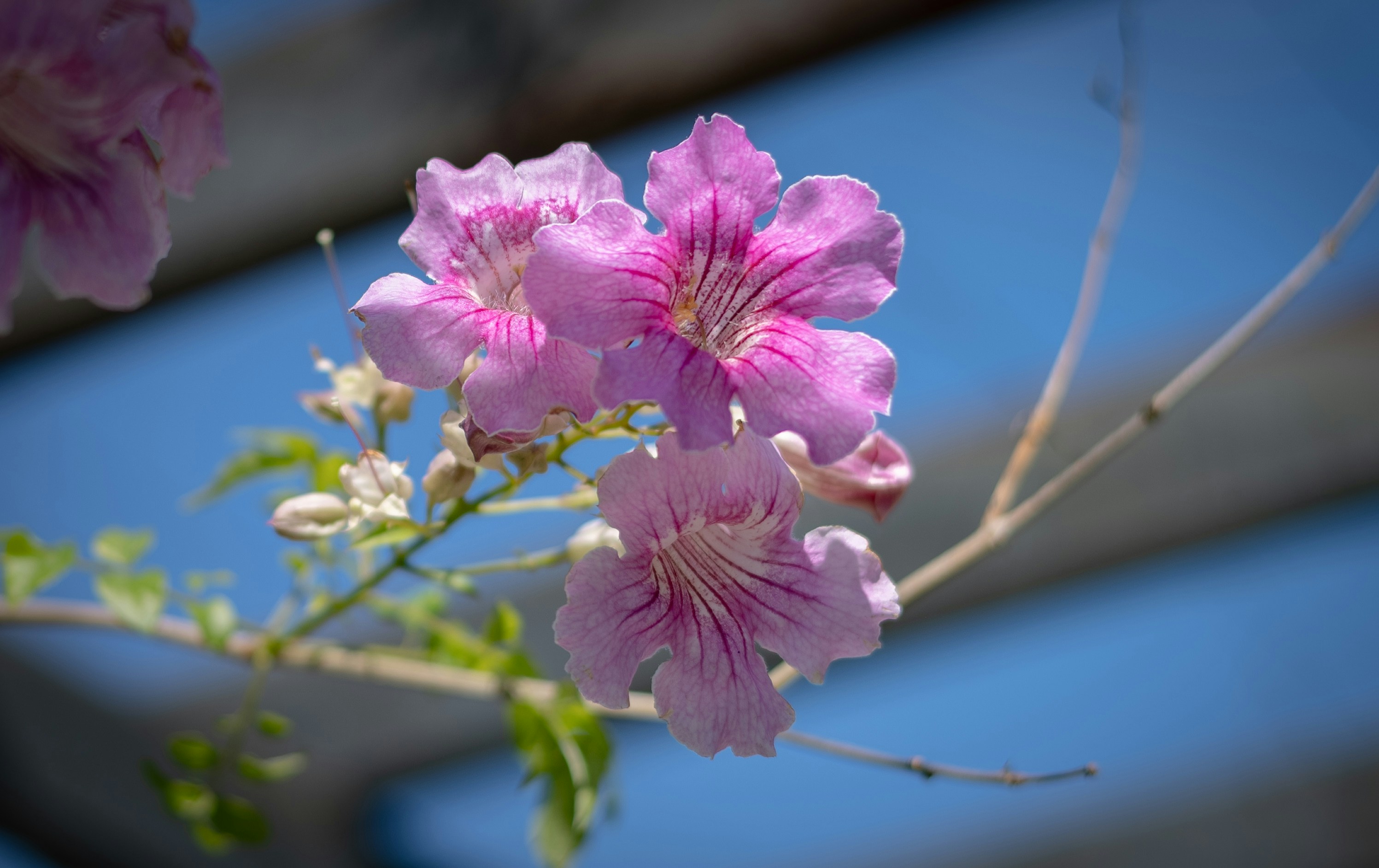 Pink flowers blooming on a branch with a clear blue sky in the background.