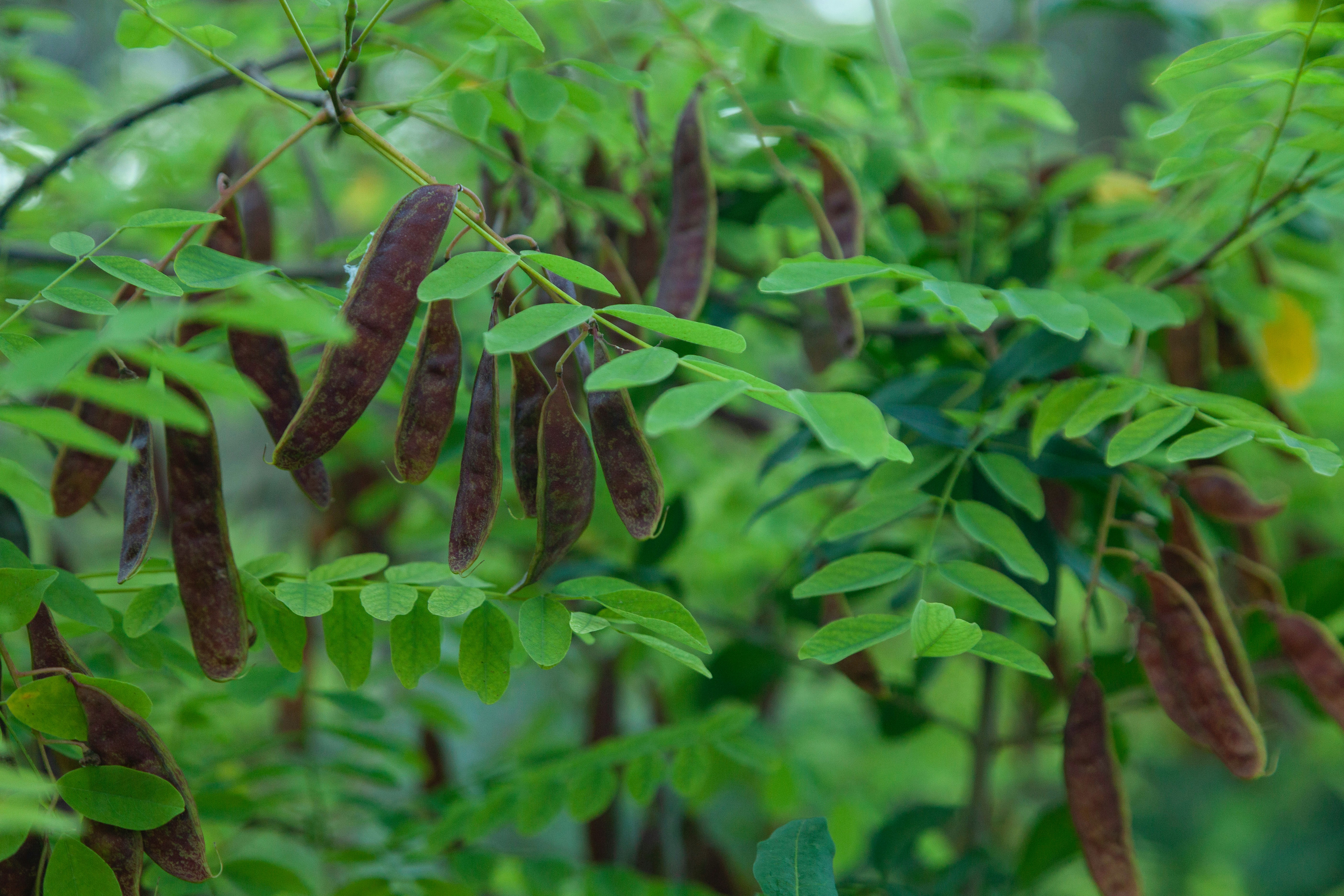 Verdant Danglers: Brown Seed Pods Nestled in Green Foliage
