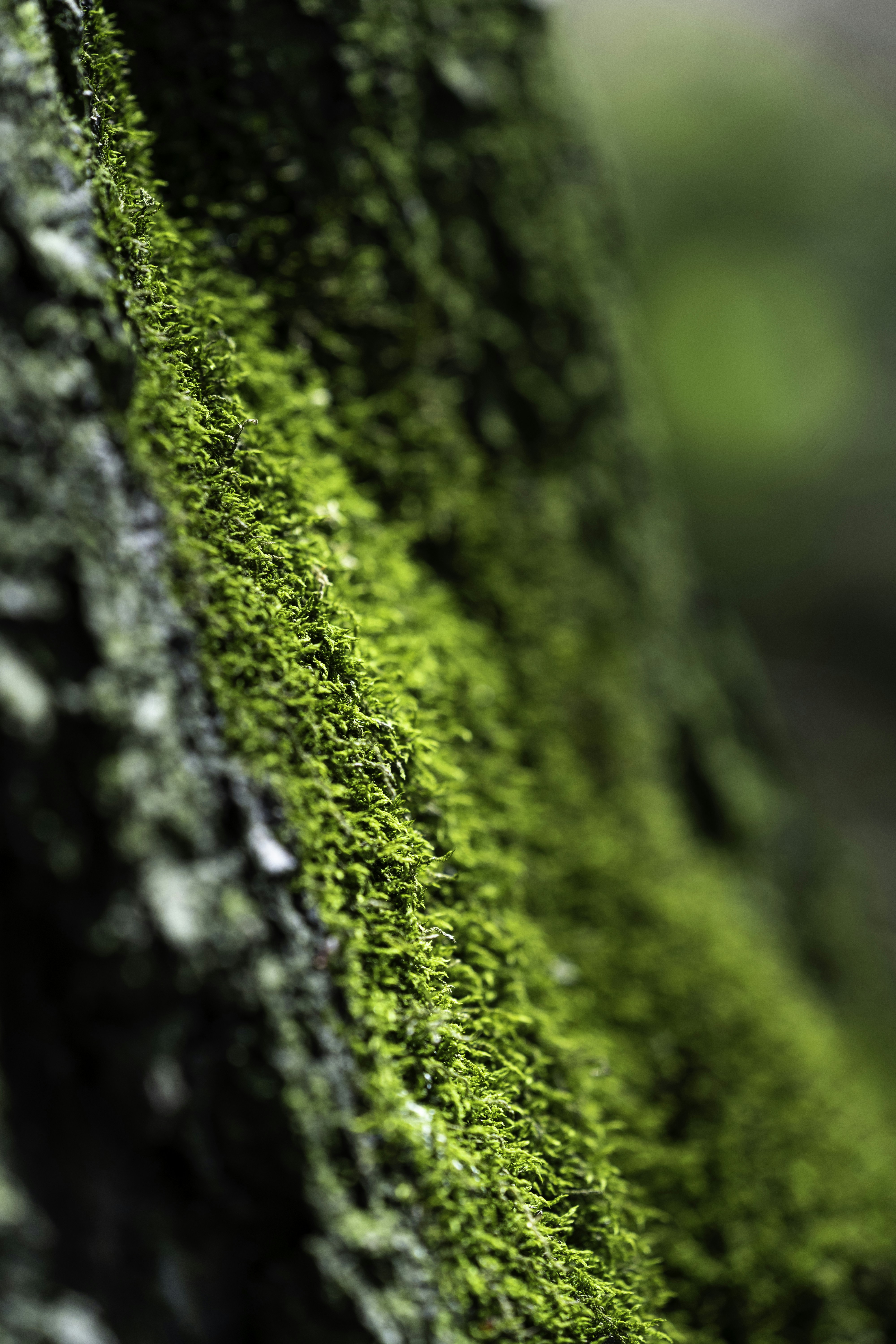 Tree Moss Wallpaper