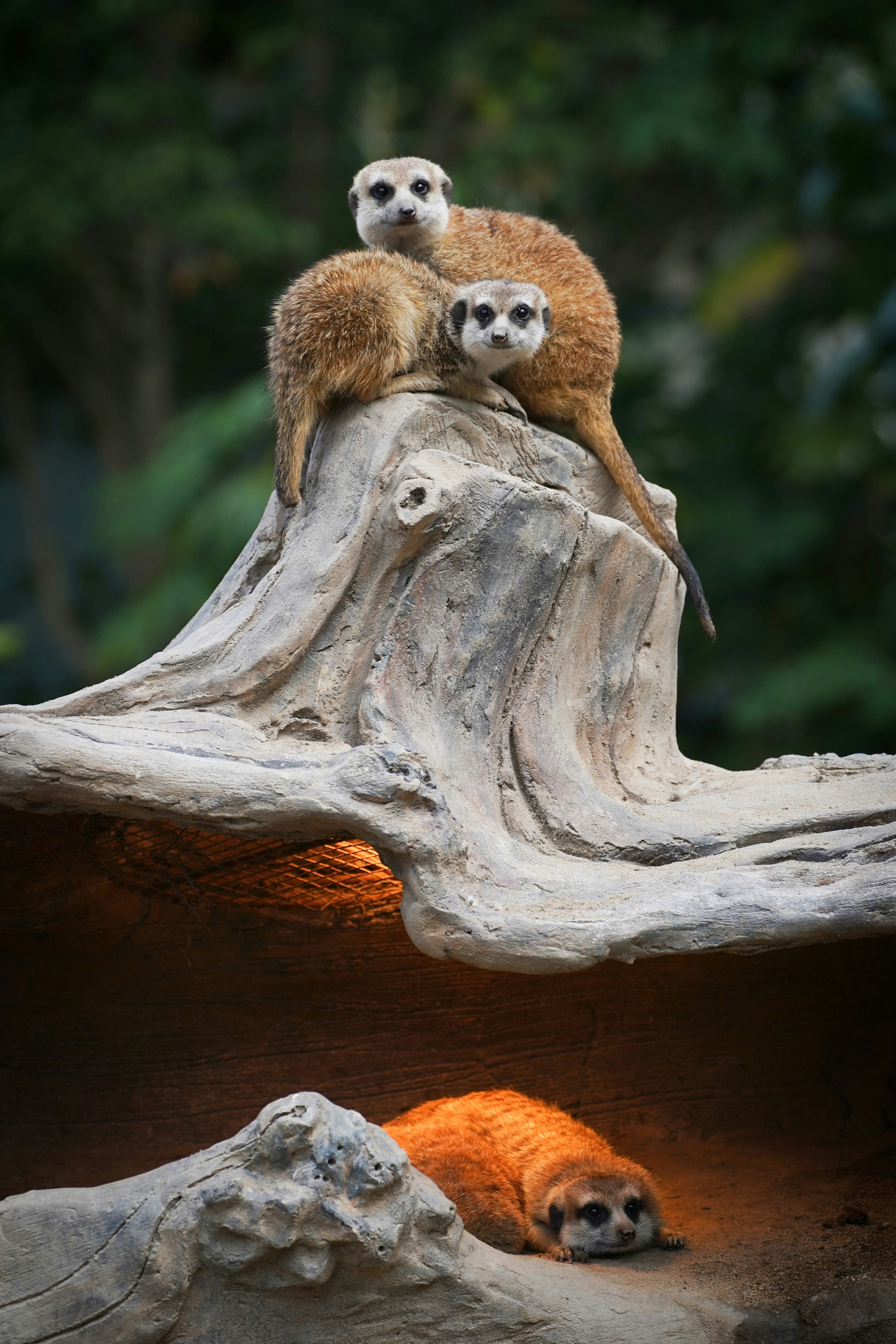 Un groupe de trois suricates assis au sommet d’une souche d’arbre photo ...