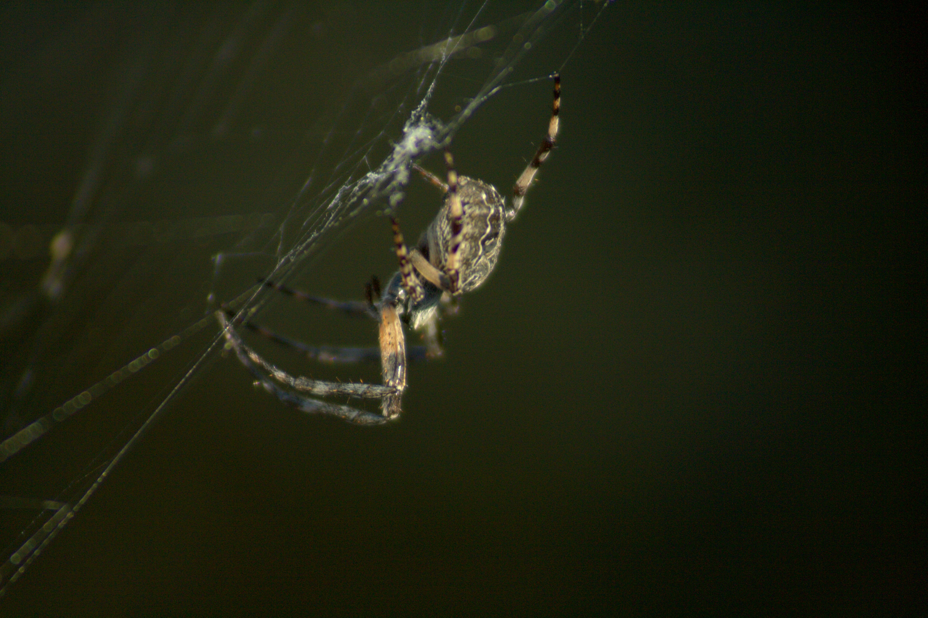 A close up of a spider on a web photo – Free Animal Image on Unsplash