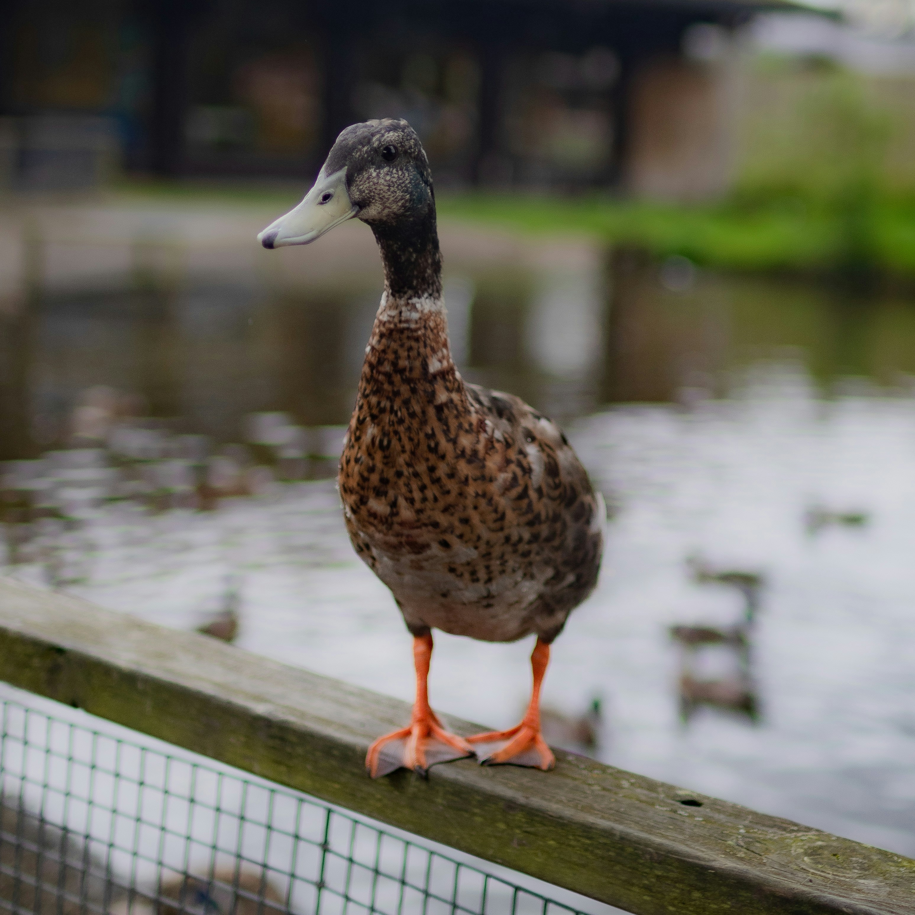 A duck stands on a wooden railing, gazing curiously towards the camera, with a blurred background of water and other ducks. The scene captures a moment of tranquility in nature.