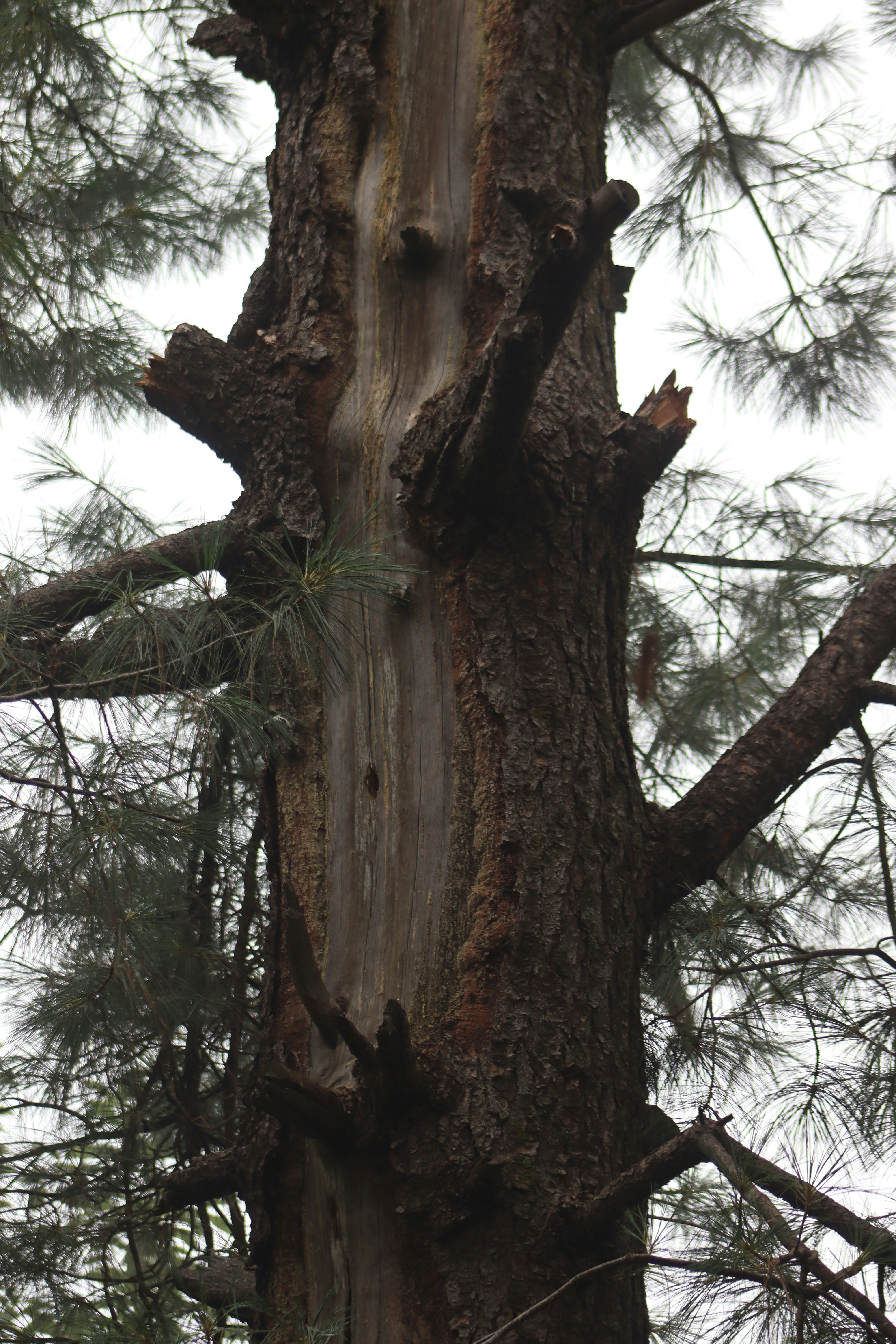 Pale Core of a Pine: Weathered Trunk with Stripped Bark