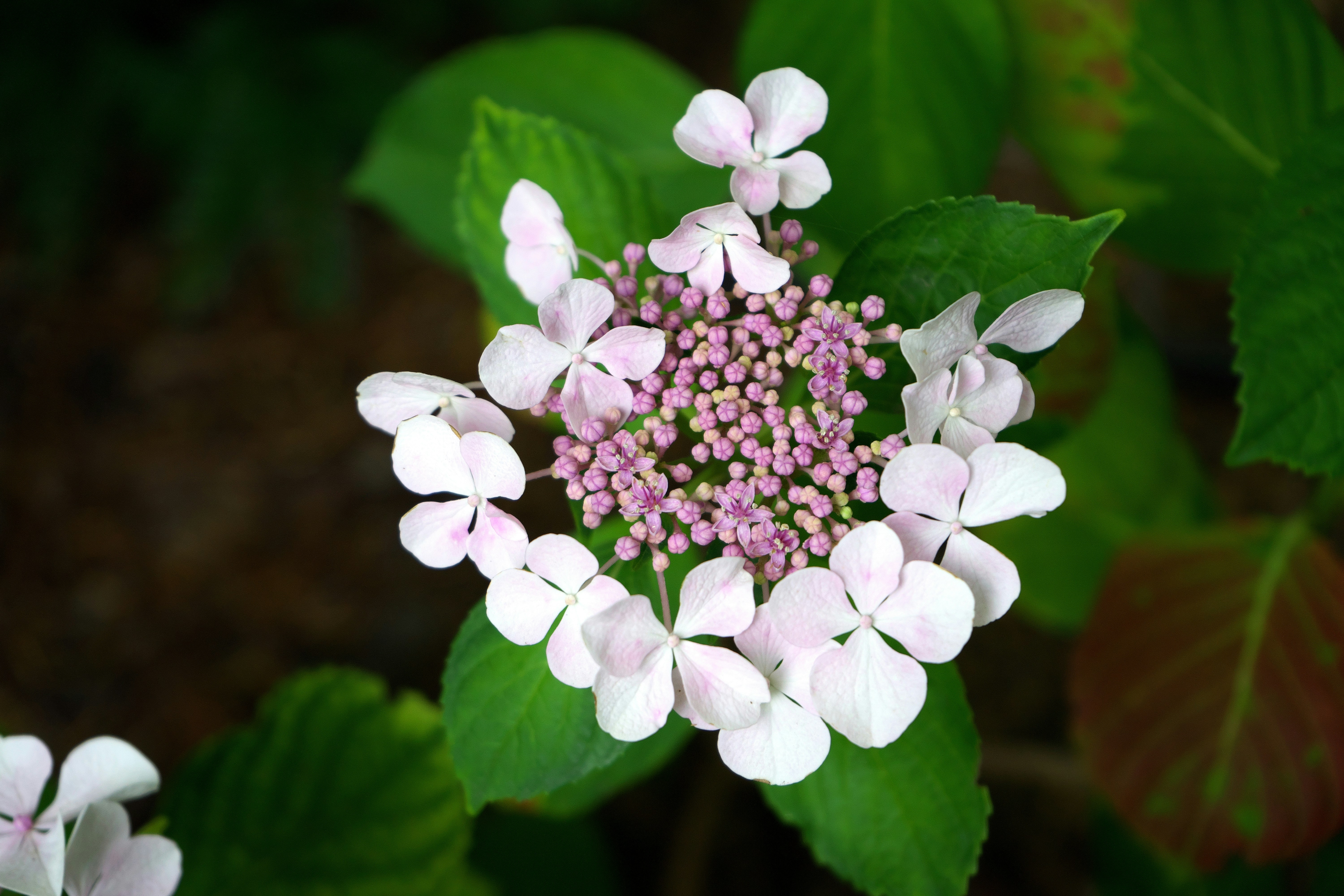 A delicate hydrangea bloom showcases clusters of soft pink and white petals surrounded by lush green leaves. The intricate arrangement highlights the beauty of nature's design.