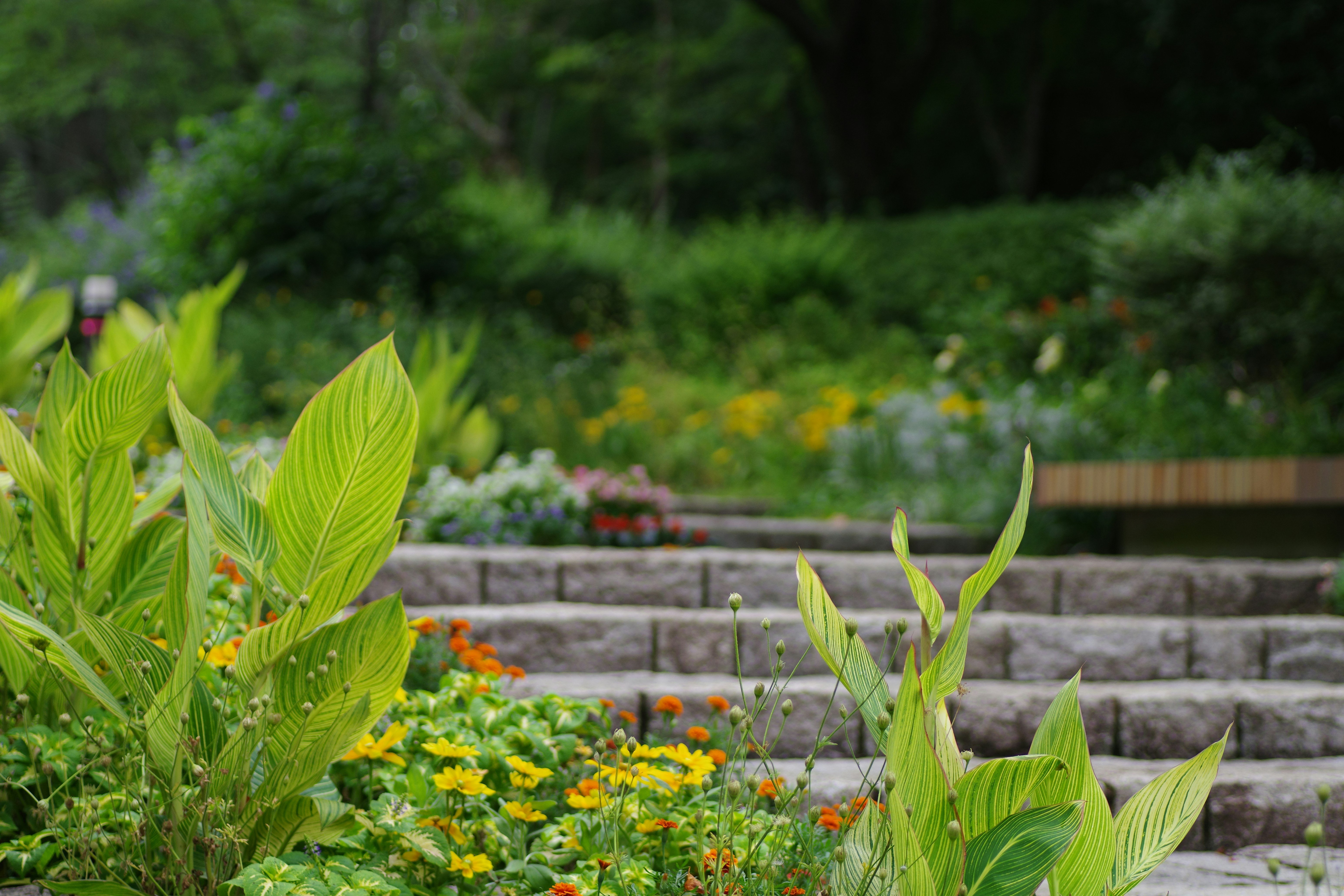 A bunch of flowers that are by some steps photo – Free 池 Image on Unsplash