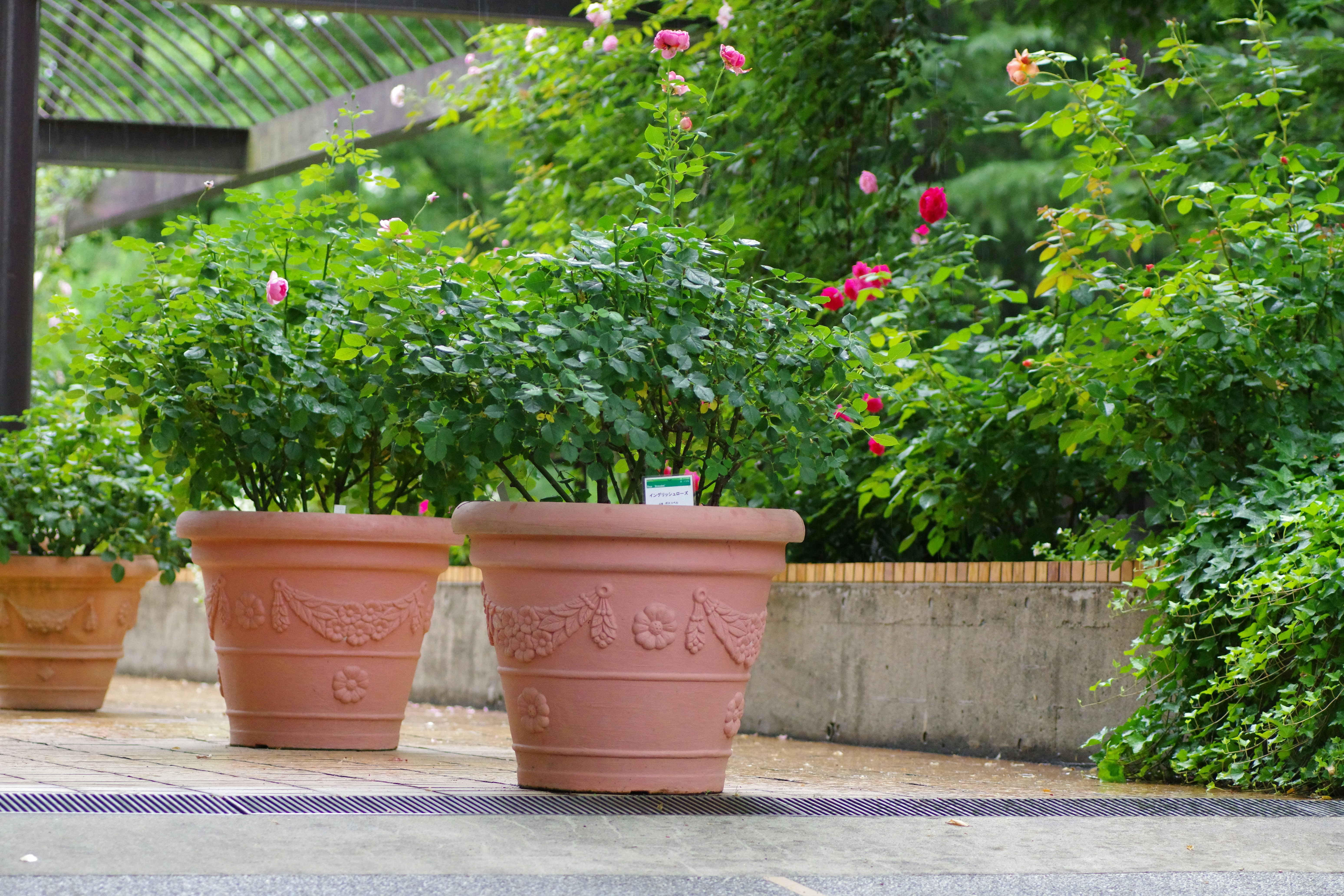 A group of three flower pots sitting next to each other photo – Free ...