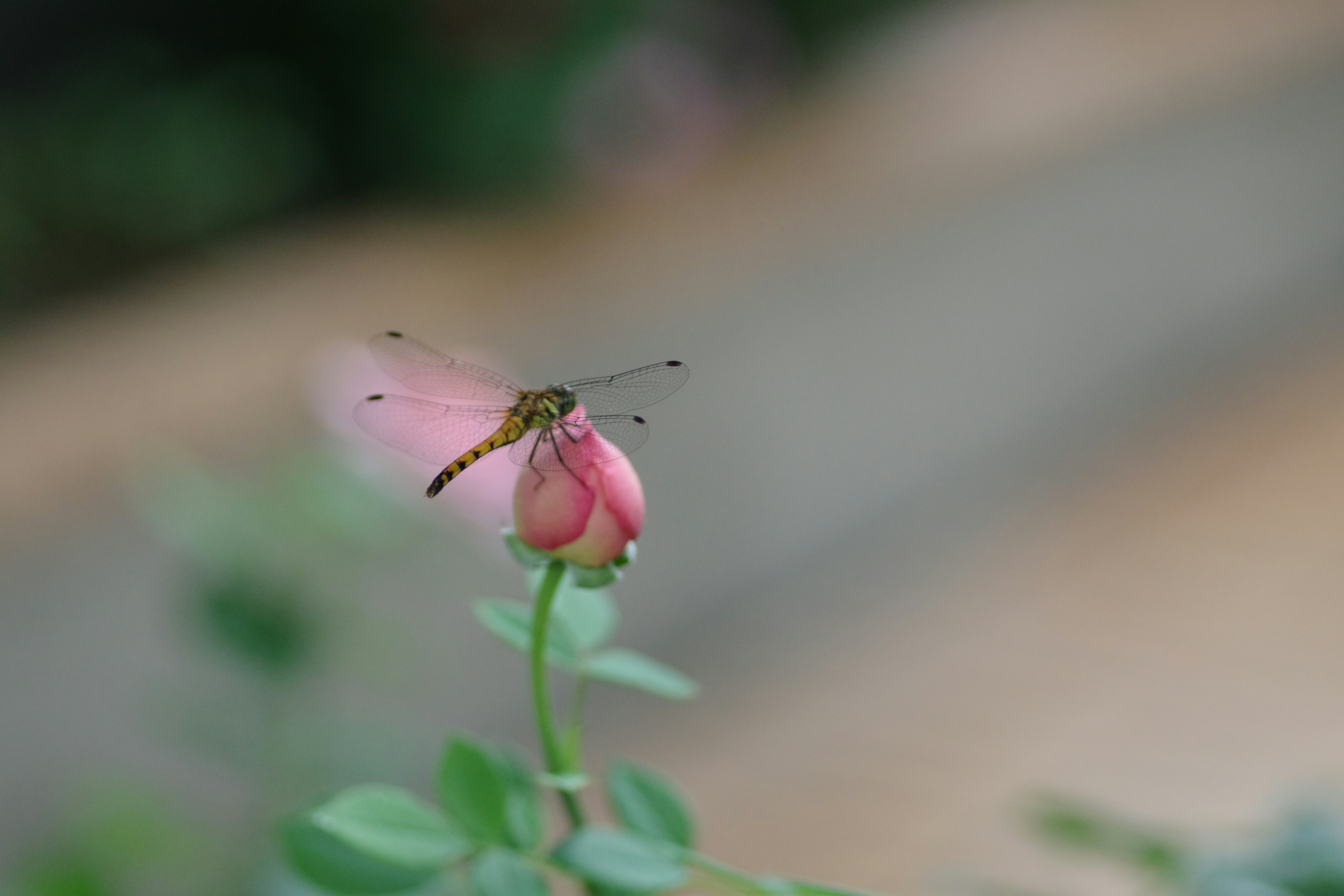 Pink-Winged Dragonfly Perched on a Rosebud