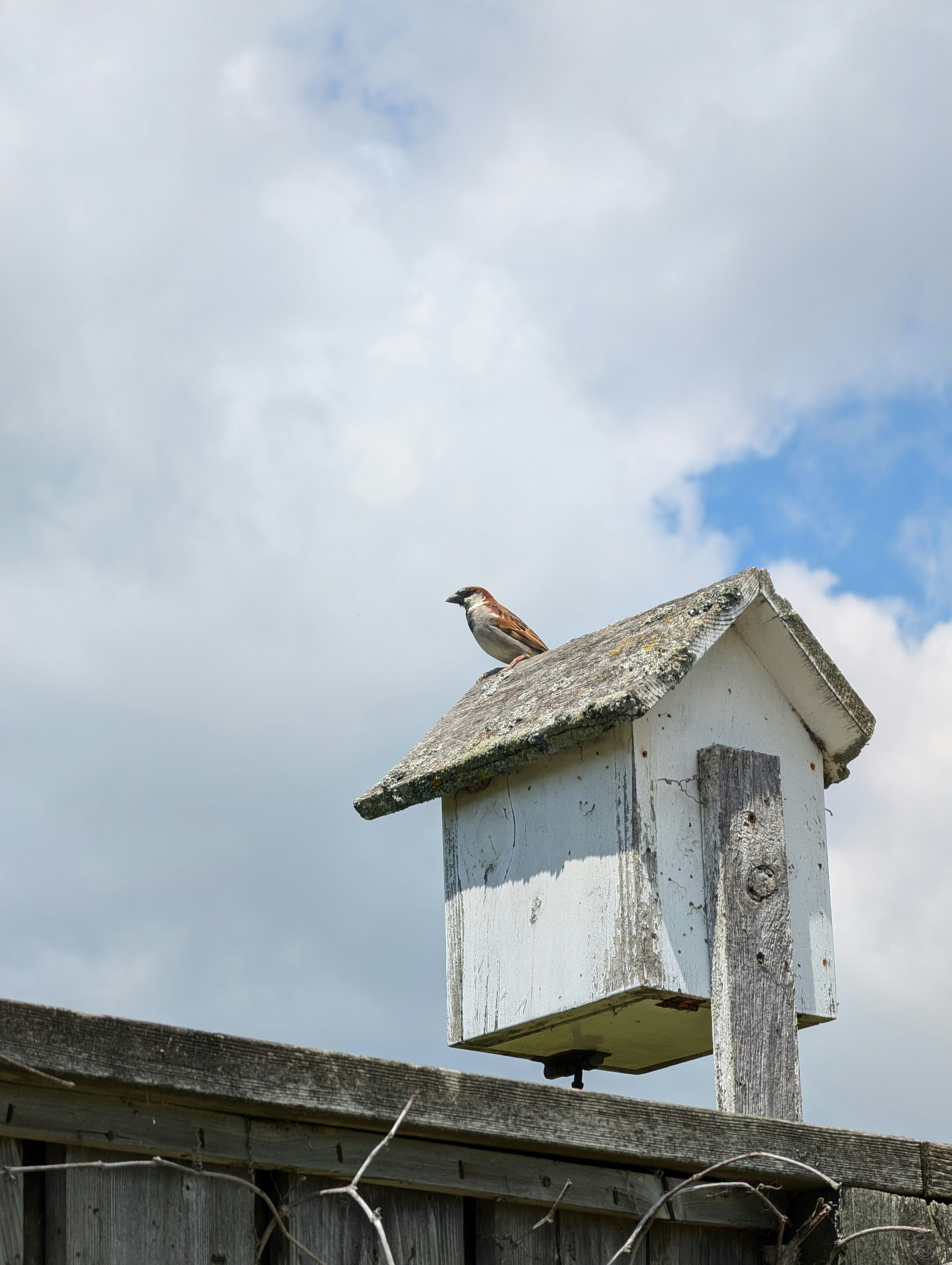 Weathered Perch: A Sparrow on a Rustic Birdhouse Beneath a Cloudy Sky