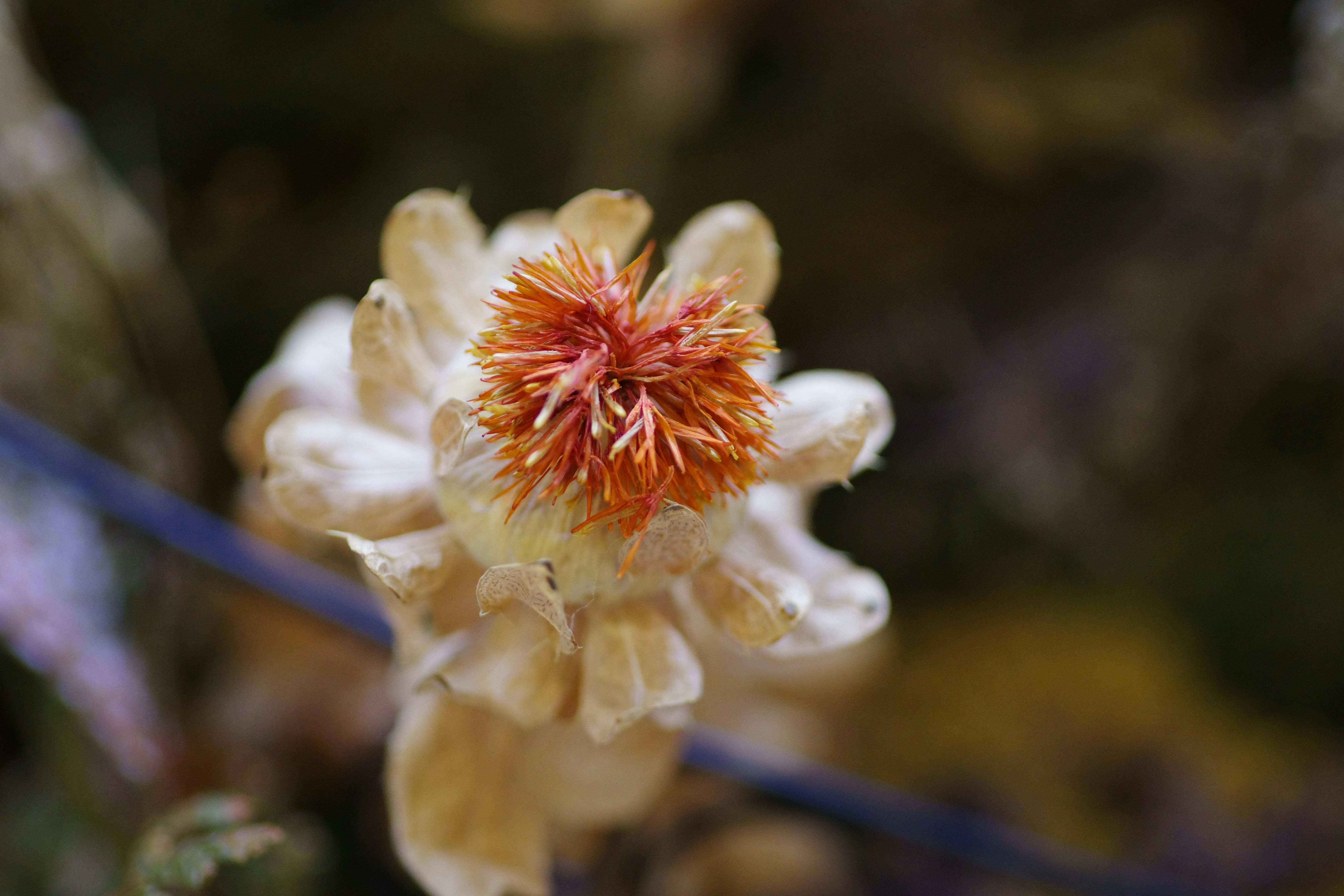 Crimson Core Emerges from Cream Petals: A Macro Study