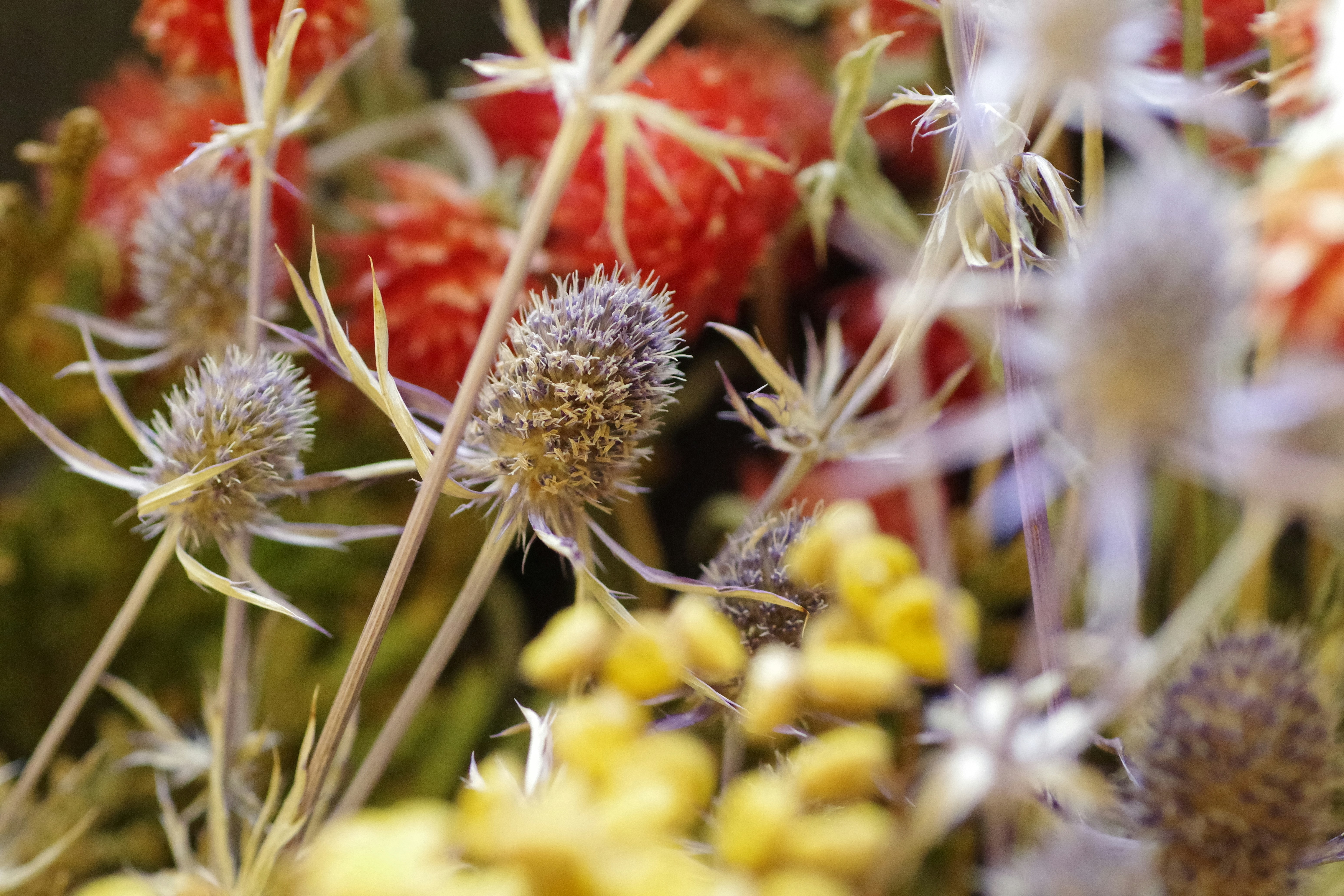 Macro Portrait of Frosted Thistles Amid a Burst of Colorful Blooms