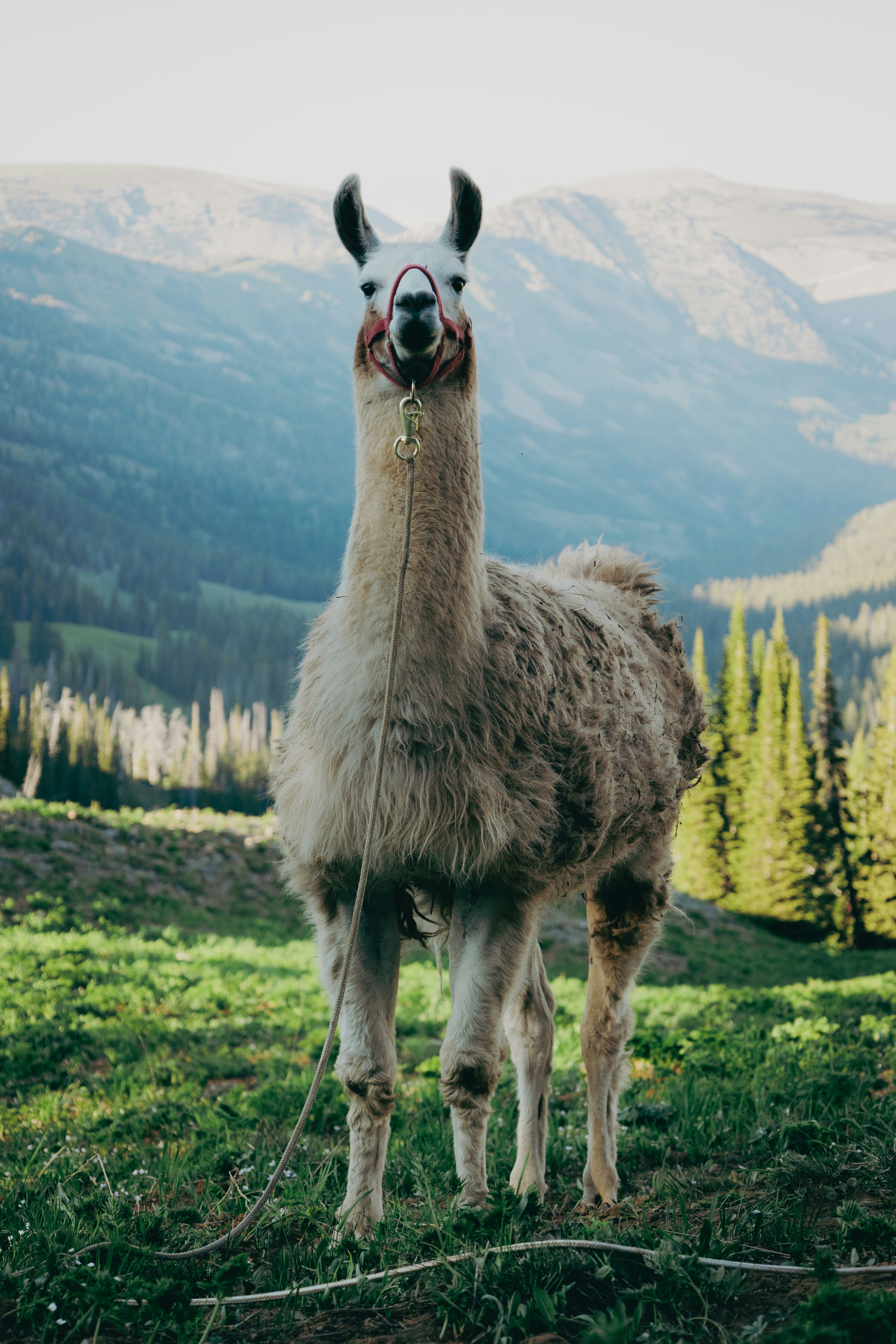 Alpine Llama Portrait Under Snow-Dusted Peaks